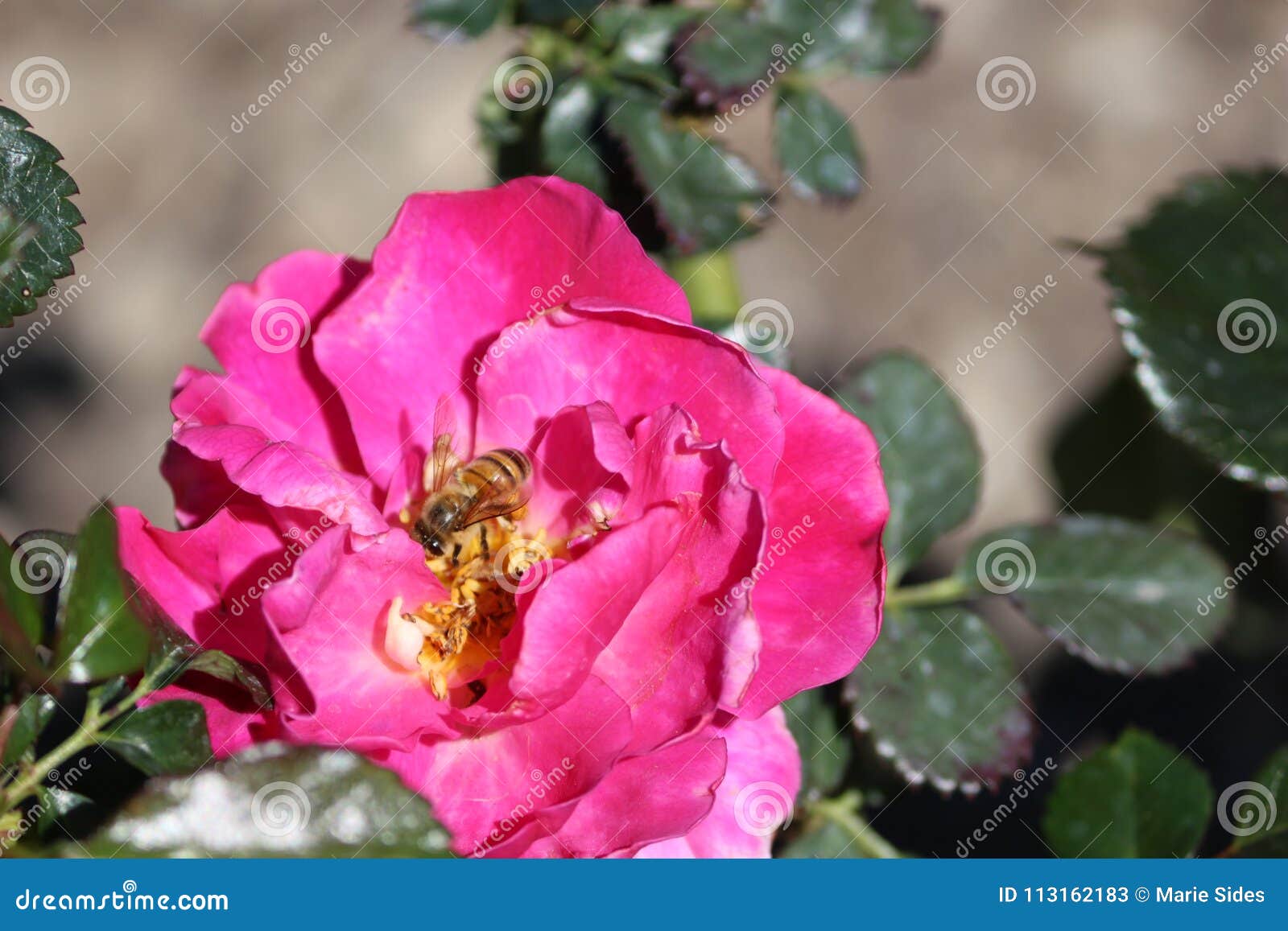 Alpine Rose and Bee stock image. Image of pollen, rose - 113162183