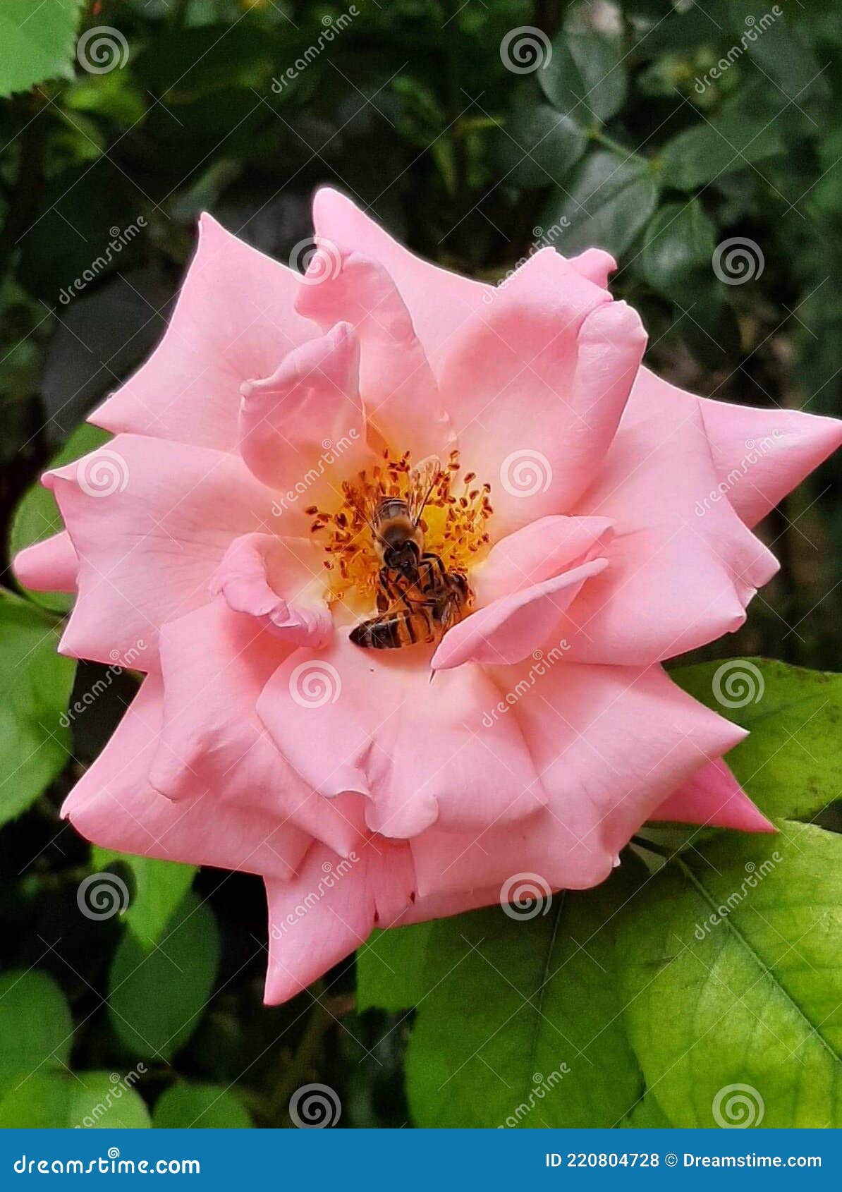 Rose with bees stock photo. Image of nature, bees, rose - 220804728
