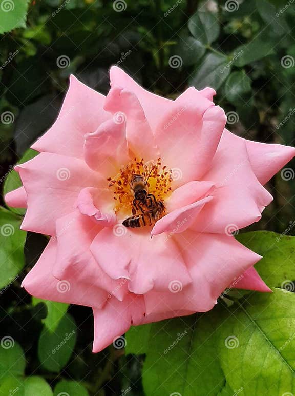Rose with bees stock photo. Image of nature, bees, rose - 220804728