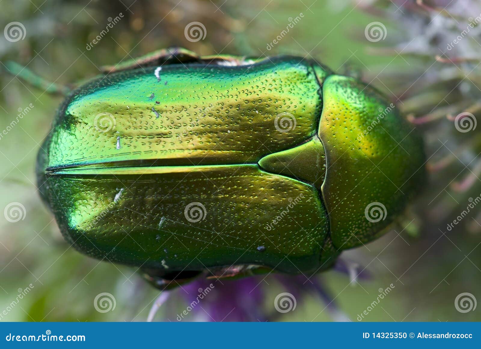 Rose-beetle stock photo. Image of mountain, insect, coleopteron - 14325350