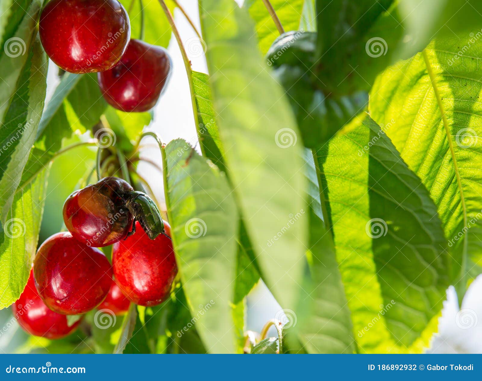 Rose Beetle Eats Ripe Red Cherries on the Tree Stock Photo - Image of ...