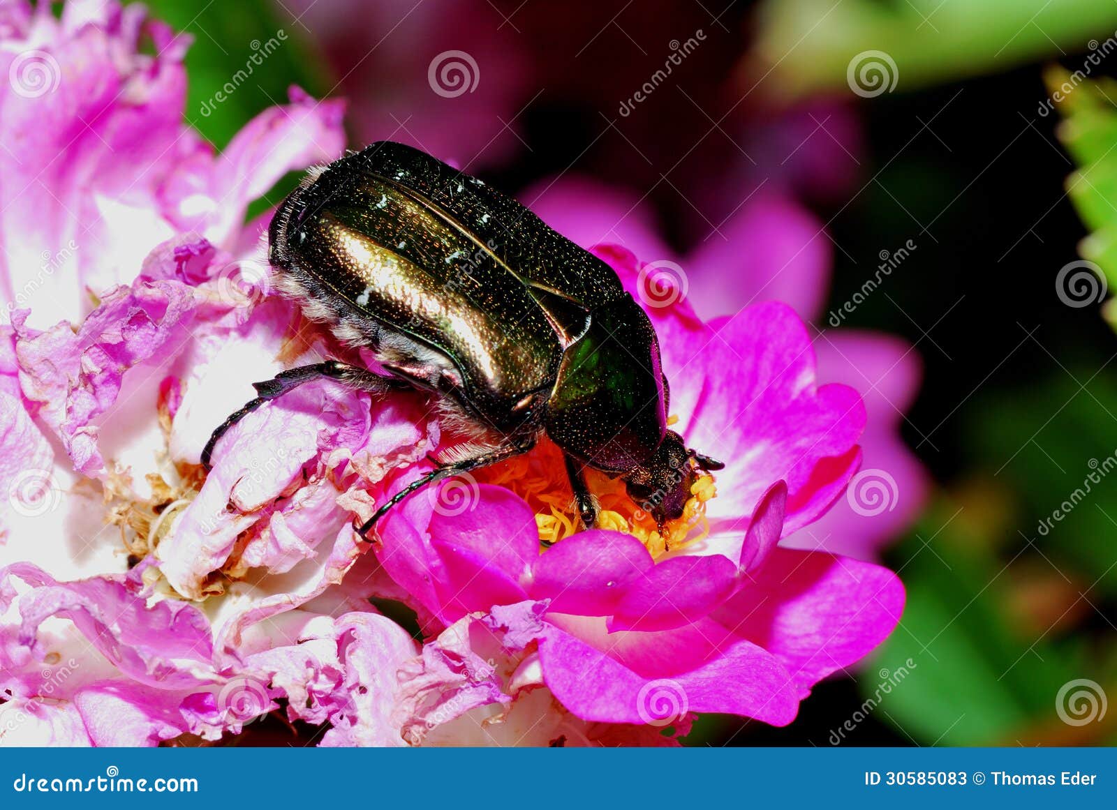 Rose beetle on flower stock image. Image of garden, nature - 30585083