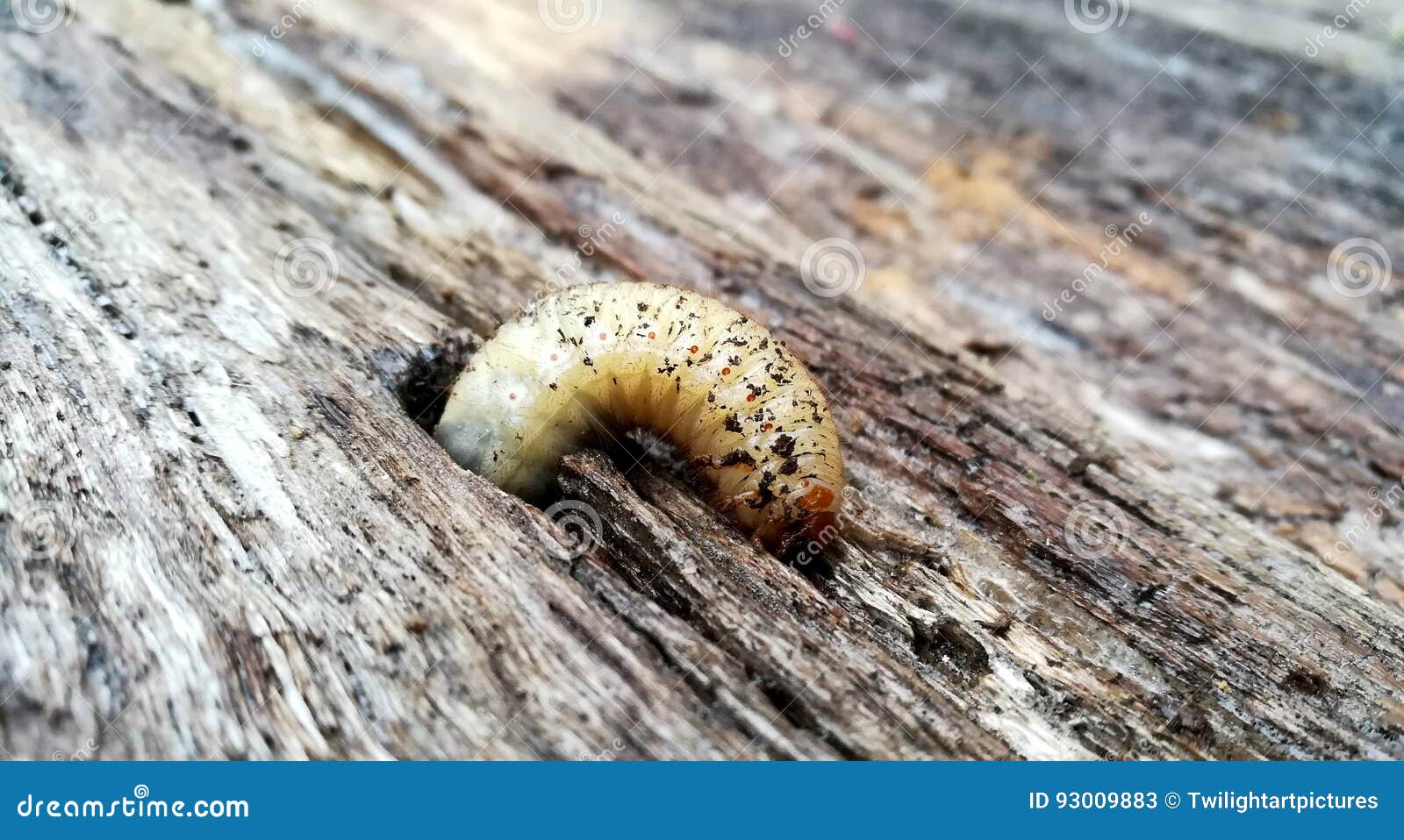 Rose Beetle Larva stock image. Image of humus, chafers - 93009883