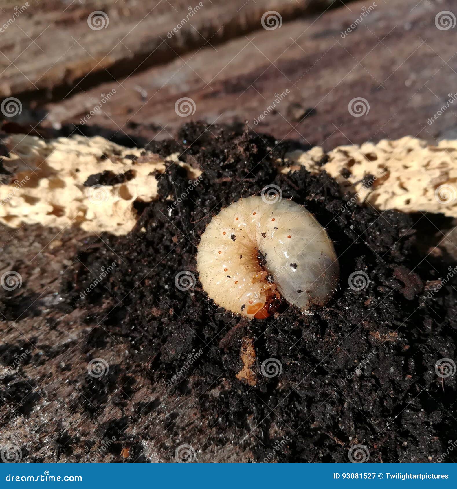 Rose Beetle Larva stock image. Image of duration, noble - 93081527