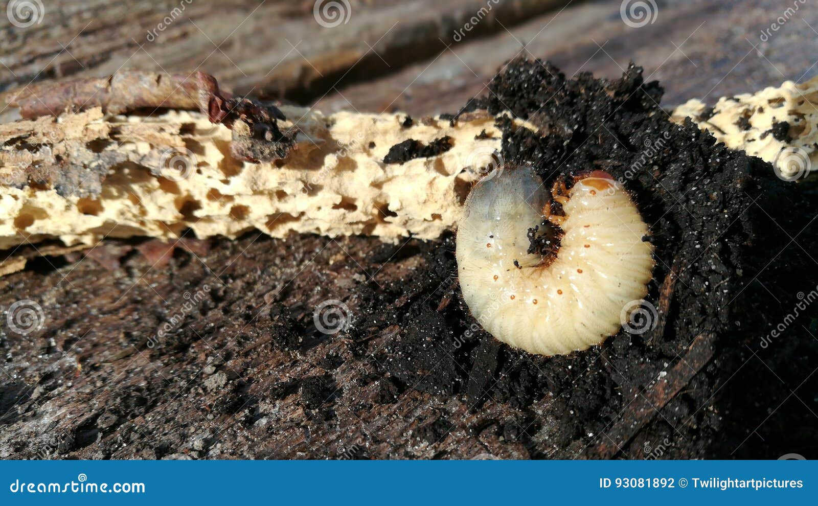 Rose Beetle Larva stock photo. Image of gold, close, noble - 93081892