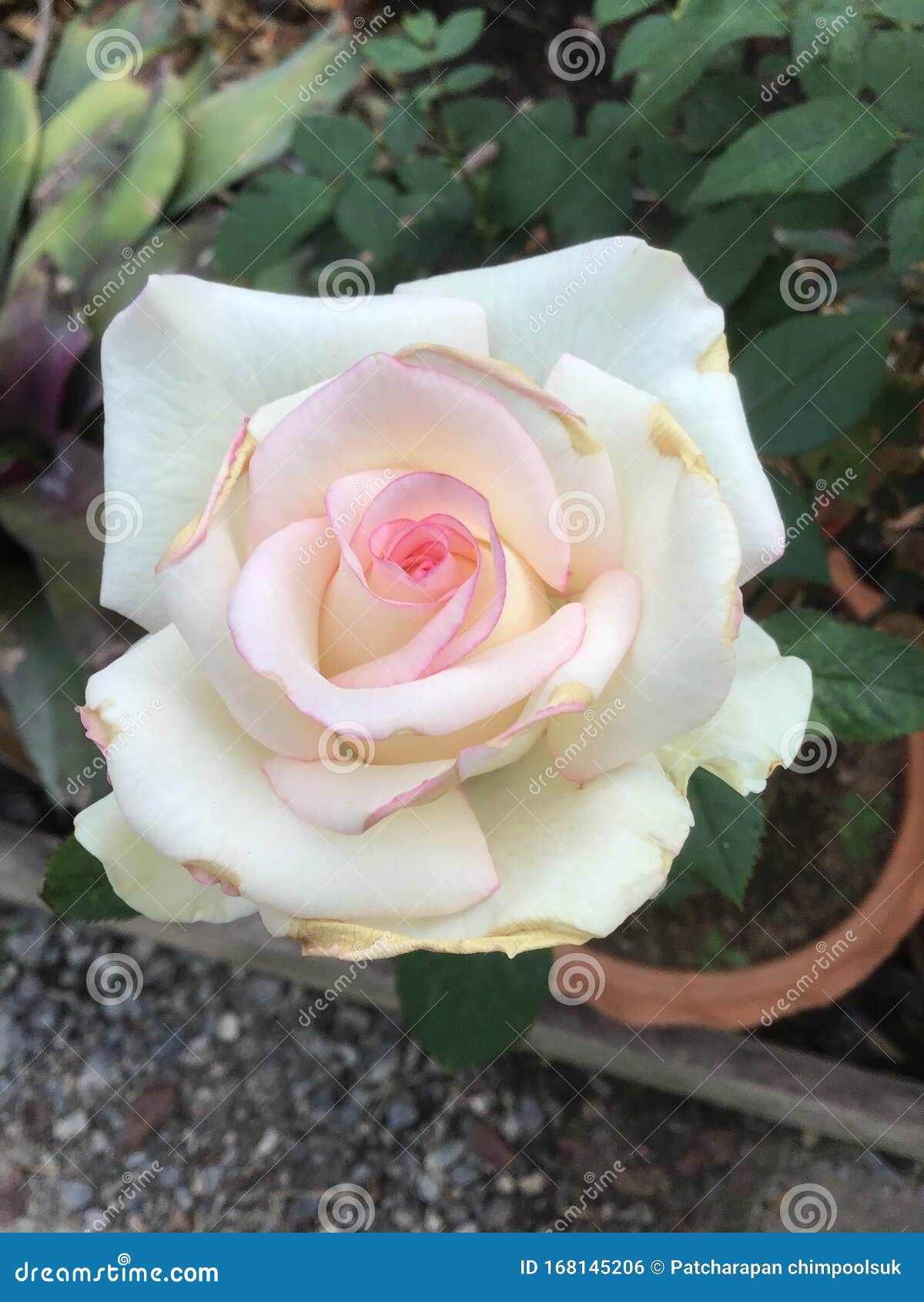 Rose that Begin To Sprinkle Stock Photo - Image of sprinkle, rose ...