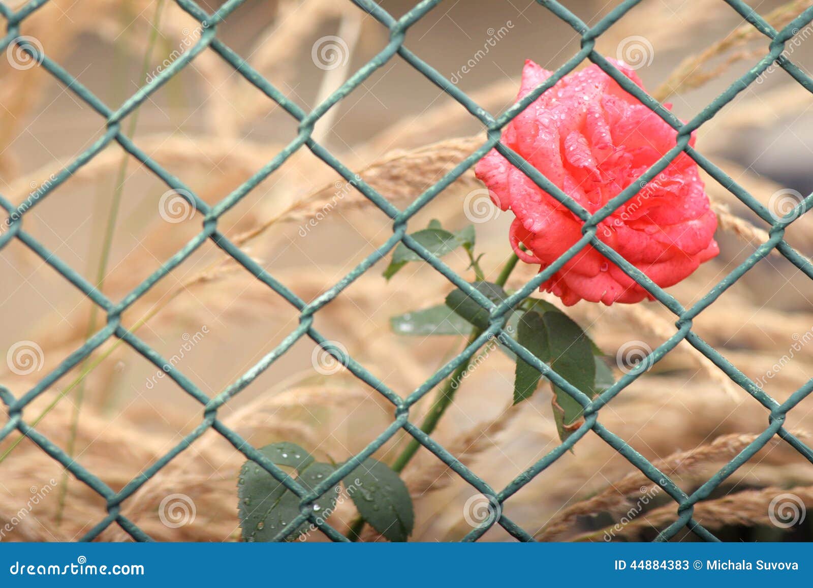 Rose behind the fence stock image. Image of close, grow - 44884383