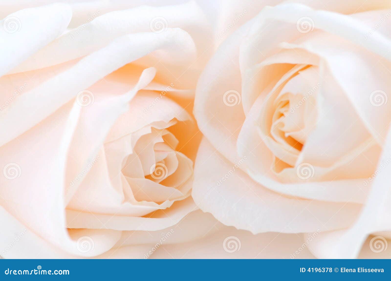 Rose beige fotografia stock. Immagine di fragile, gentilezza - 4196378