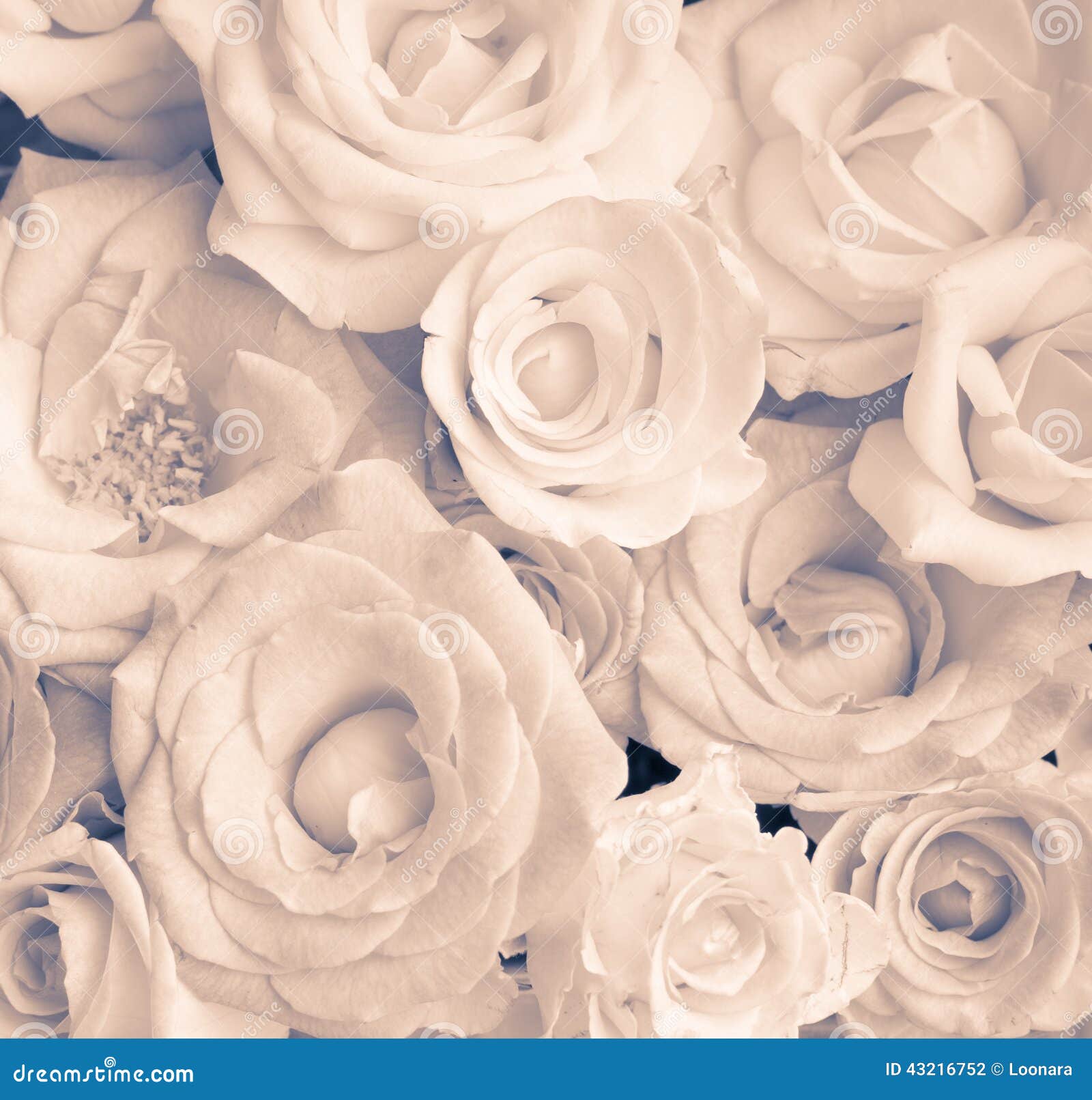 Rose beige fotografia stock. Immagine di molla, rosa - 43216752