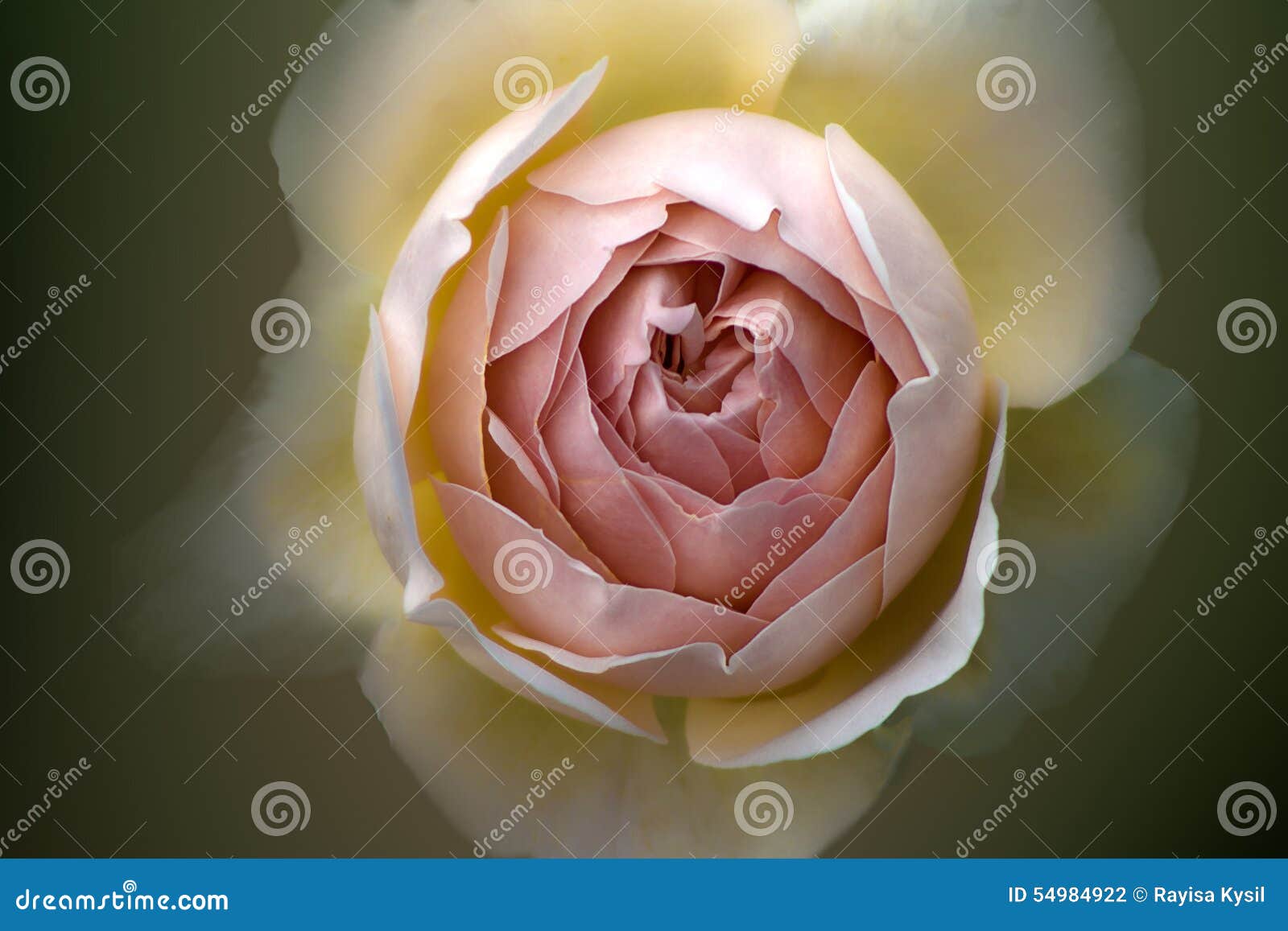 Rose beige stock photo. Image of freshness, beige, flower - 54984922