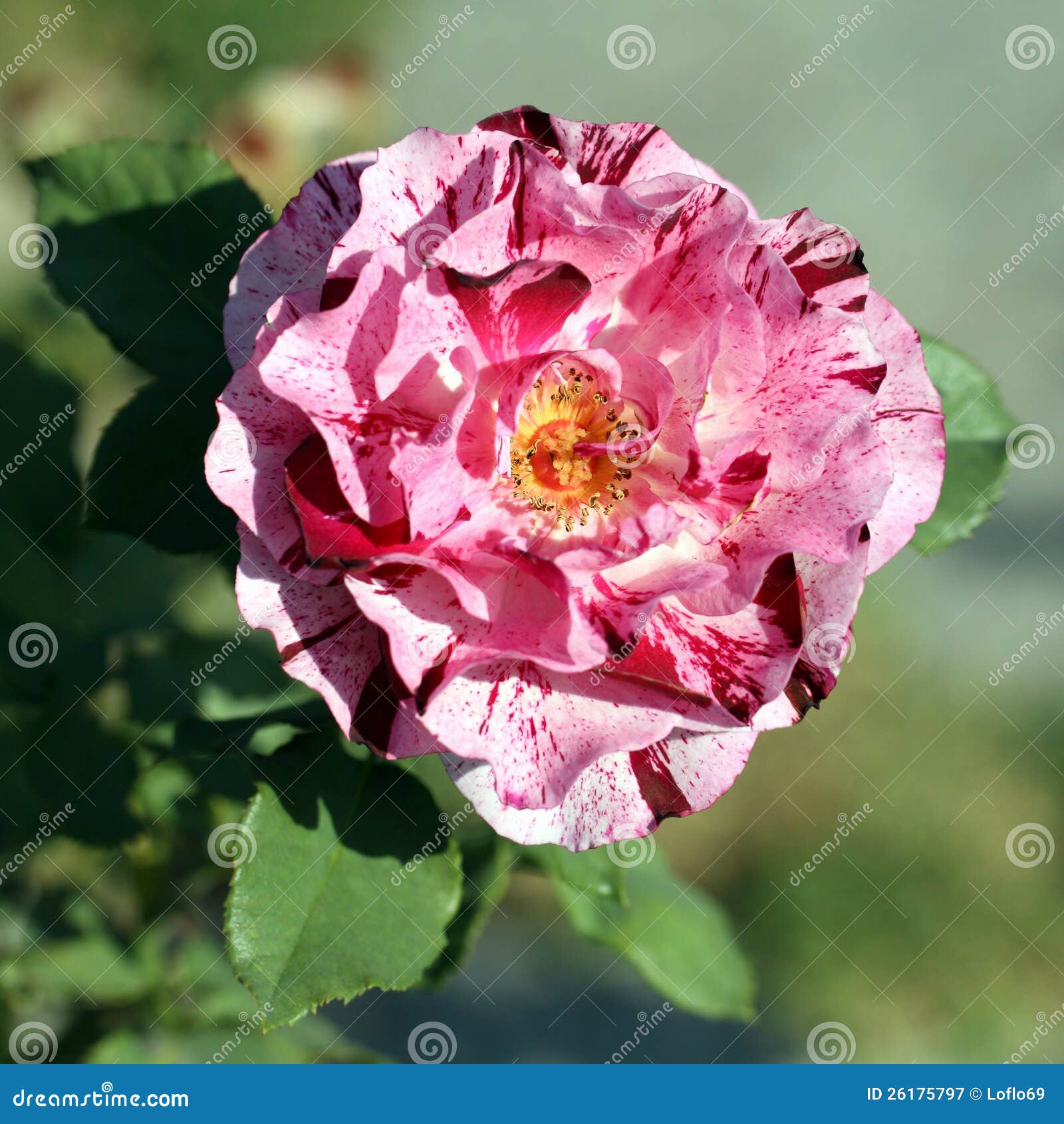 Rose bicolor stock image. Image of nature, rose, botany - 26175797
