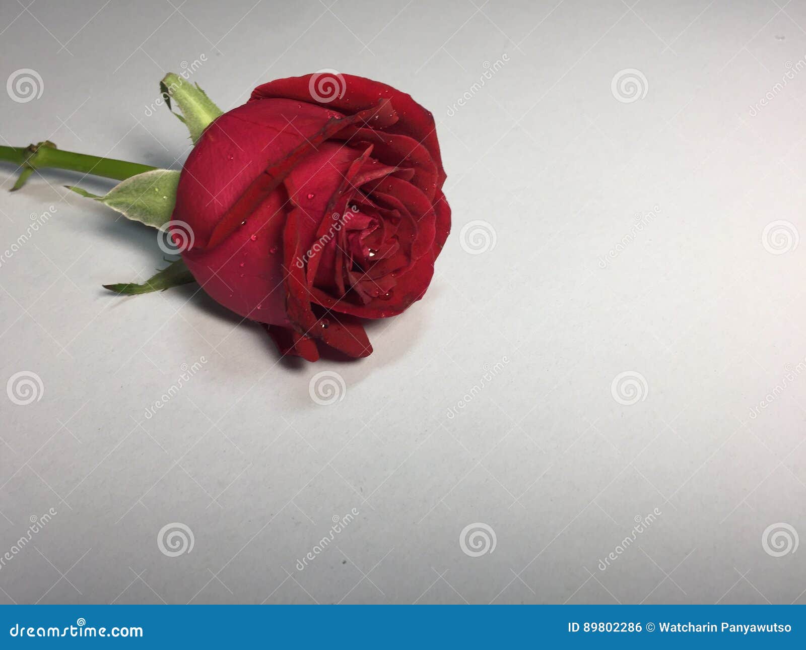 Rose stock photo. Image of white, close, rose, left, side - 89802286