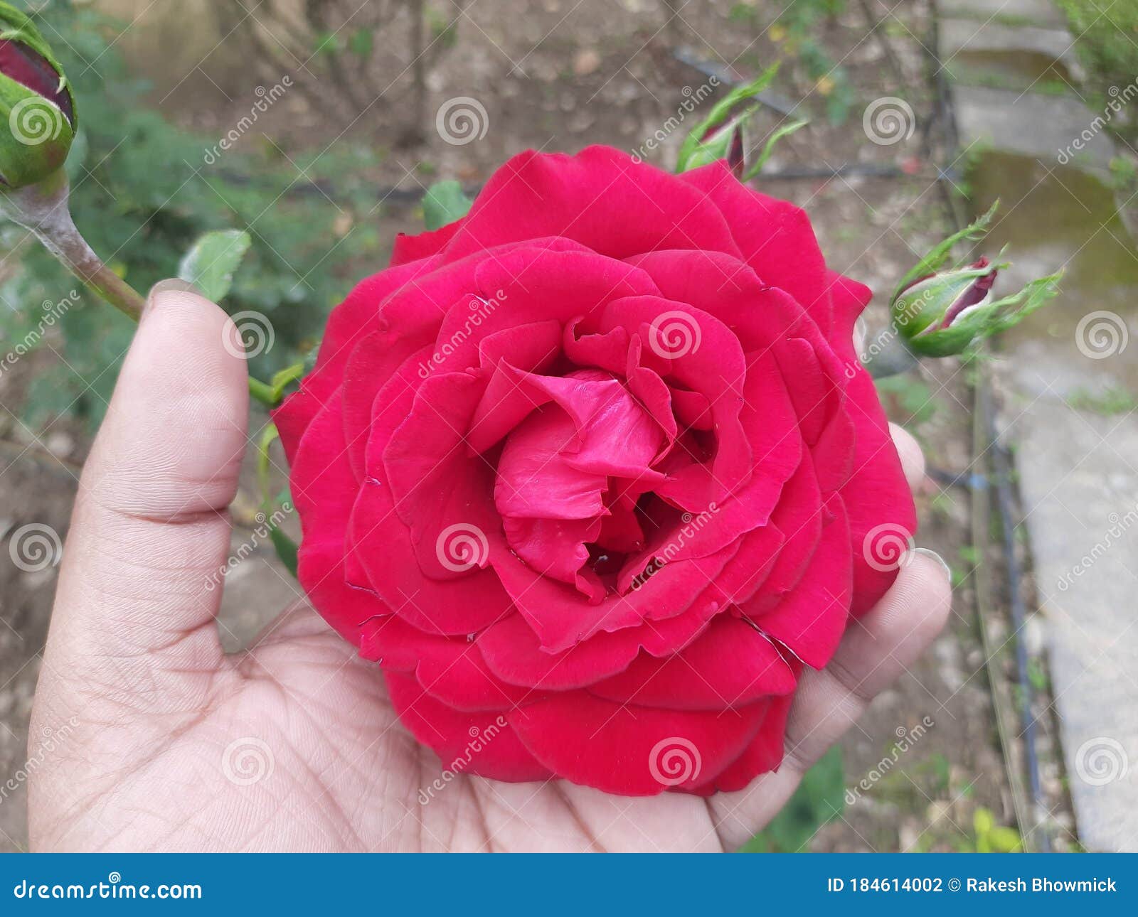 Rose Big Red Live Beautiful Stock Photo - Image of live, rose: 184614002
