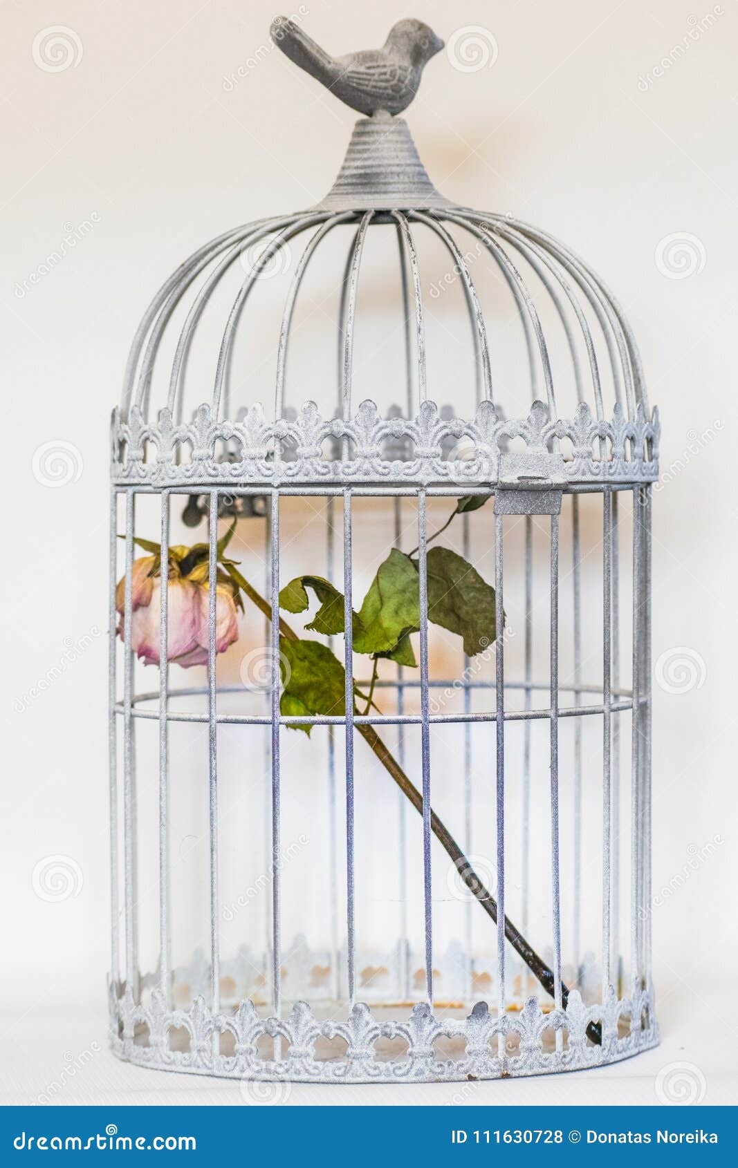 Rose in birds cage stock photo. Image of birds, cell - 111630728