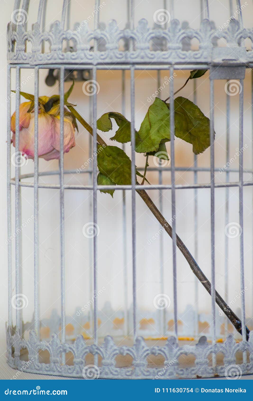 Rose in birds cage stock photo. Image of blossom, captivity - 111630754