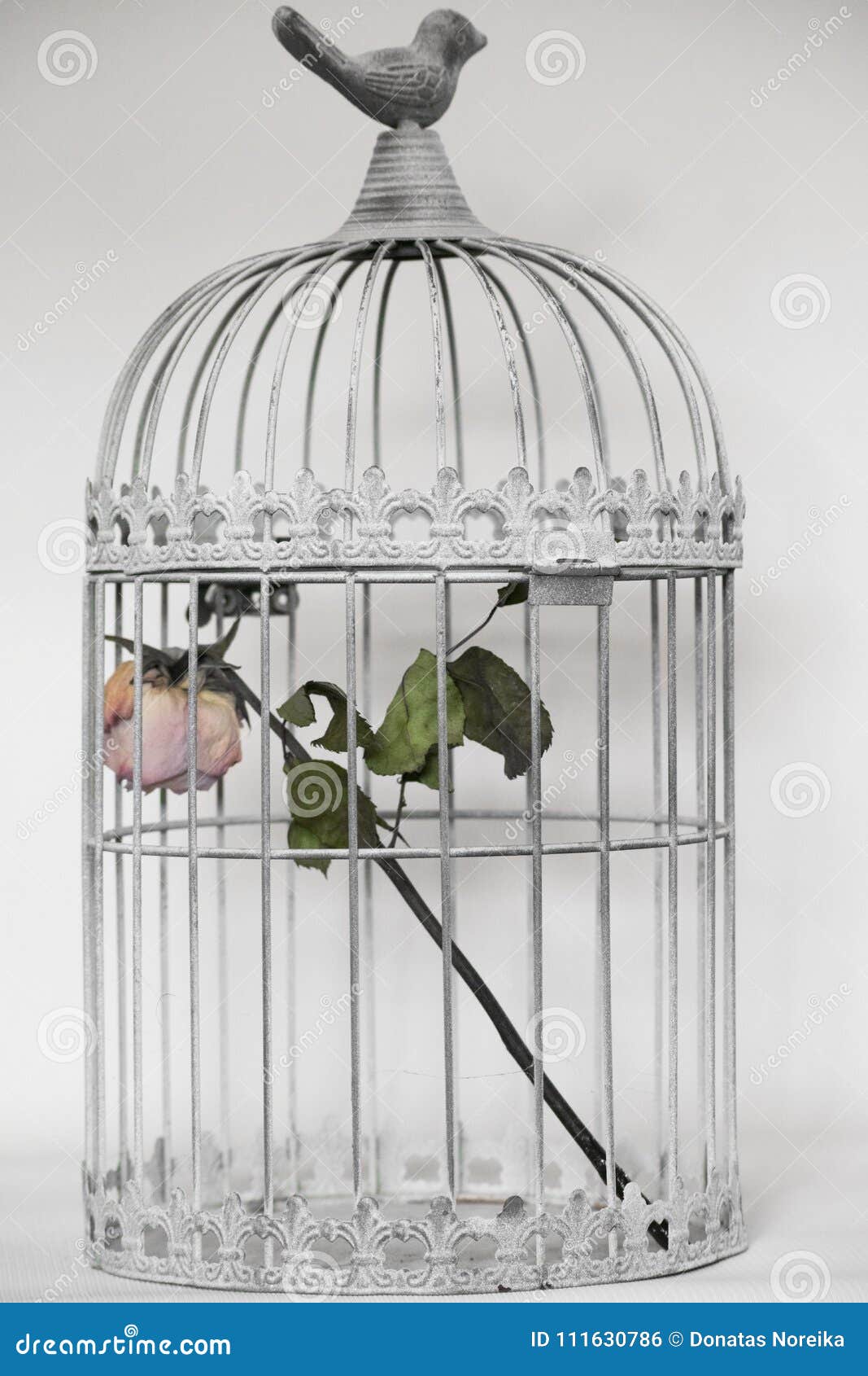 Rose in birds cage stock photo. Image of leaf, symbol - 111630786