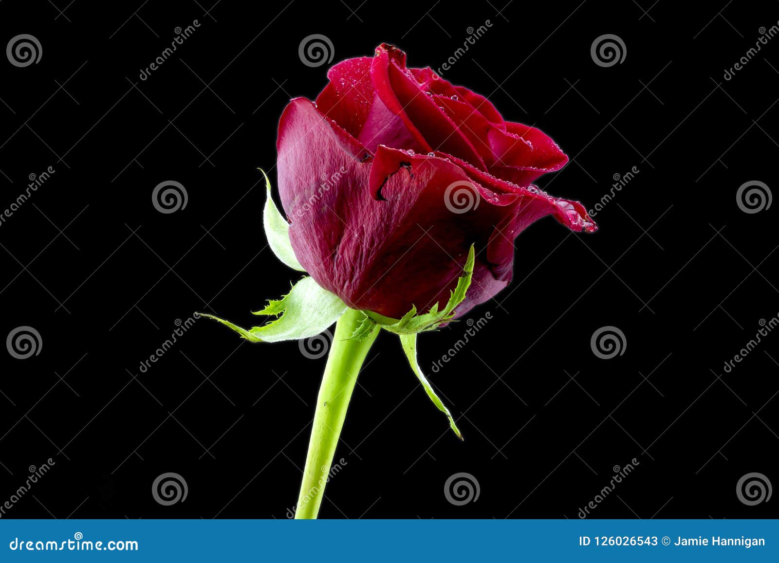 Rose on Black Background Roja Cubierta De Rocio Imagen de archivo ...