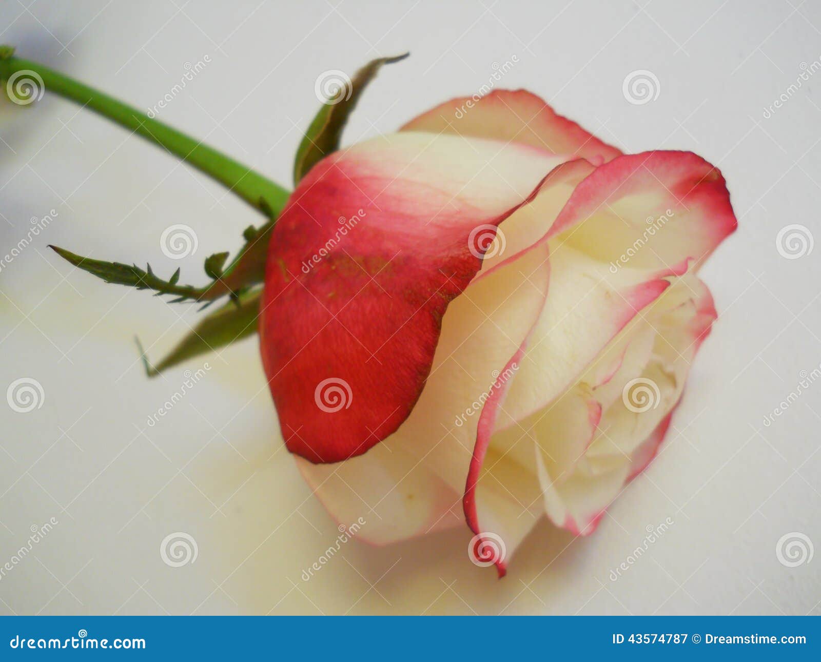 Rose Blanche Et Rouge Seule Et Belle Image stock - Image du magie ...