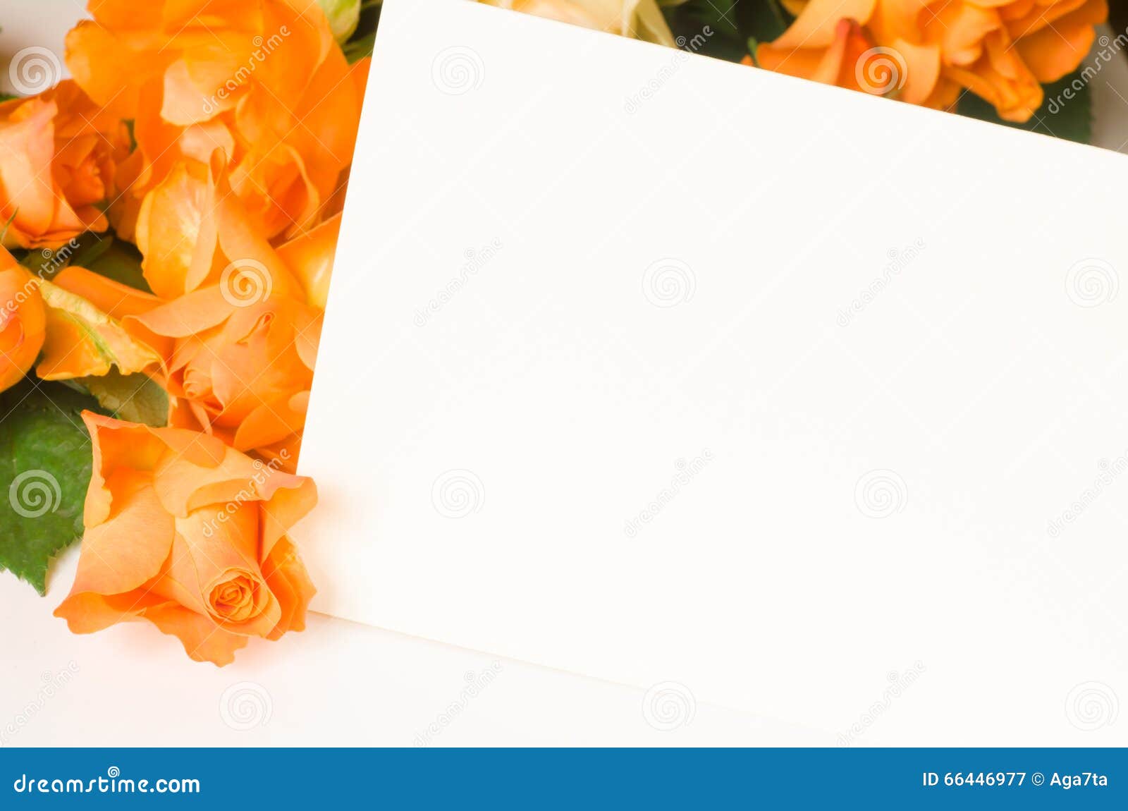 Rose with blank card stock image. Image of nature, card - 66446977