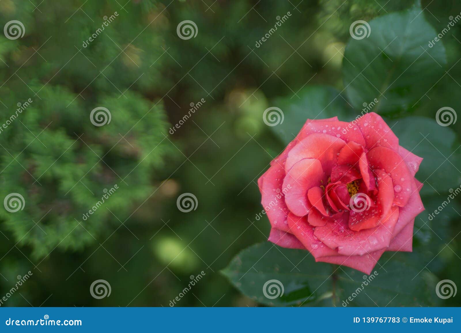Rose Bloom Background stock image. Image of summer, leaf - 139767783