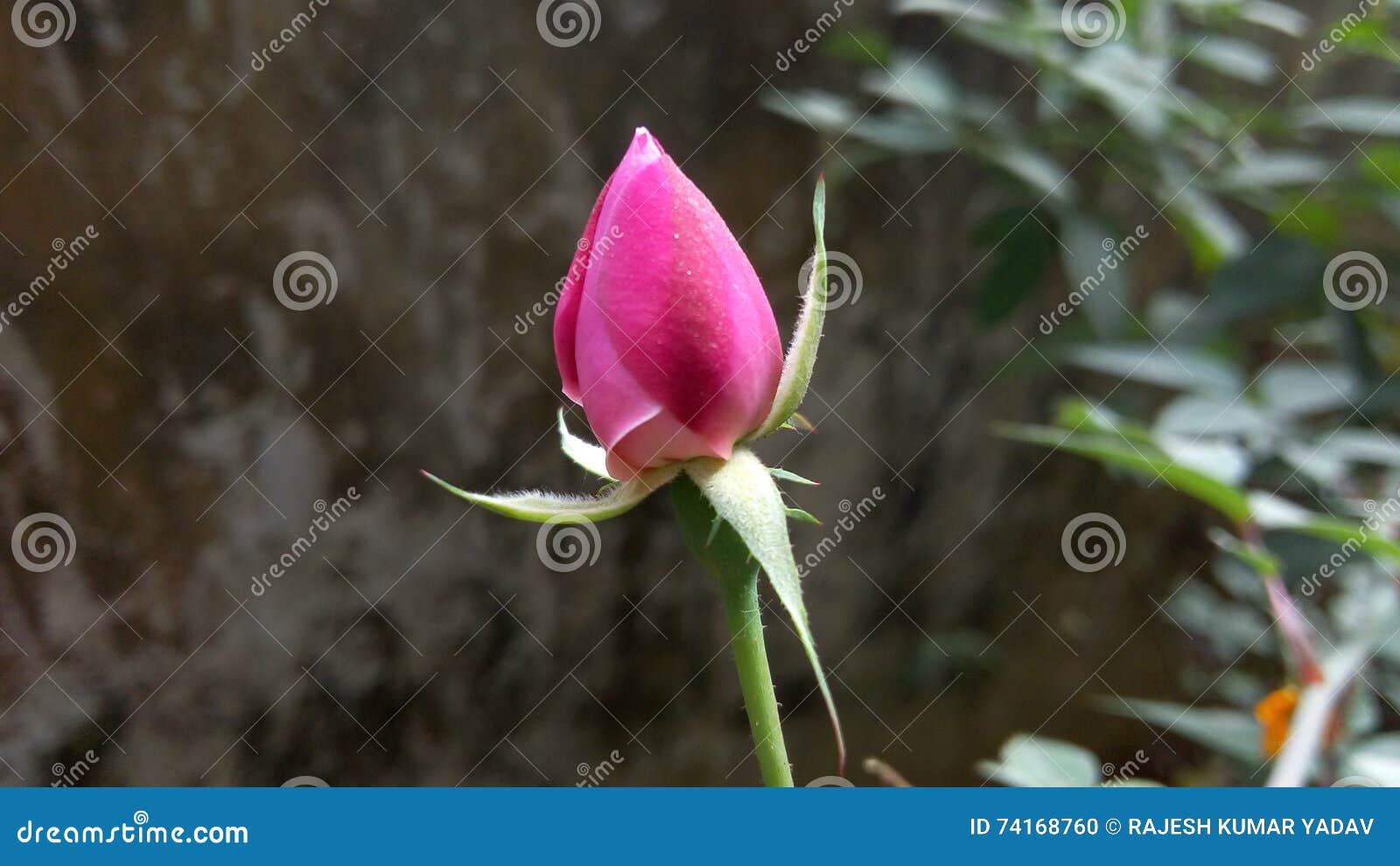 Rose before Bloom stock photo. Image of bloom, nature - 74168760