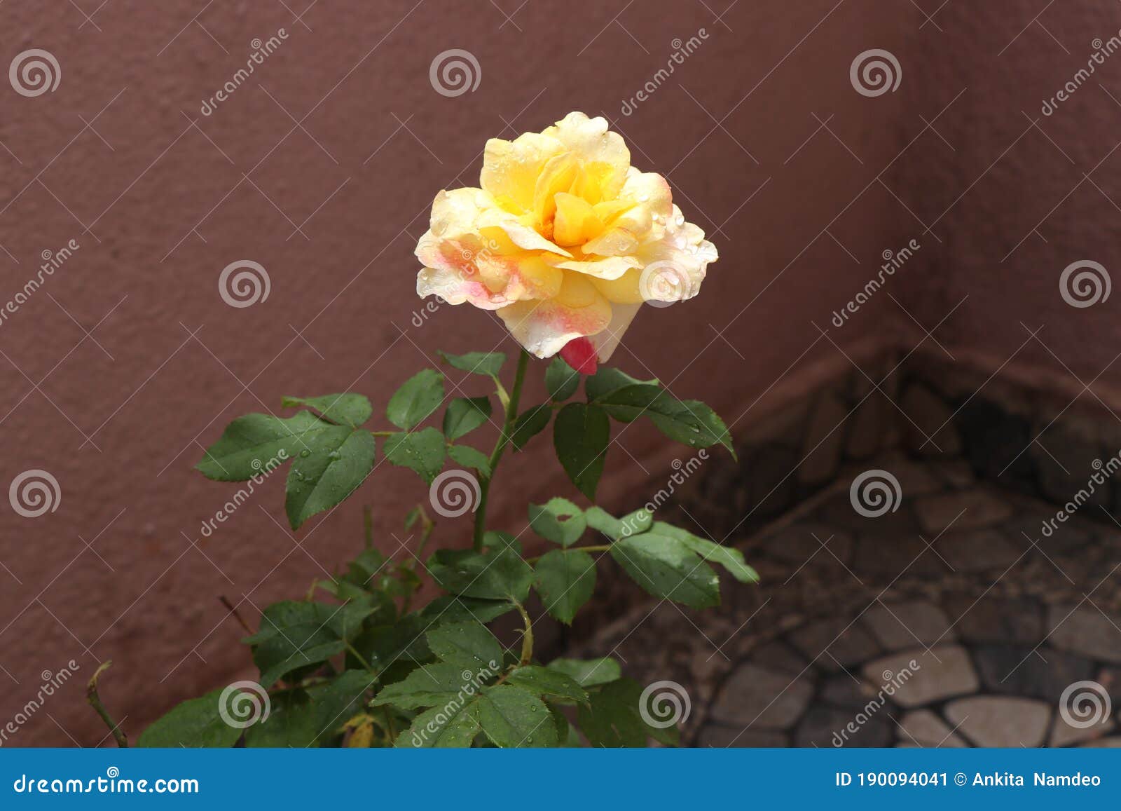 Rose Bloom in a Mud Container Stock Image - Image of flowers, single ...