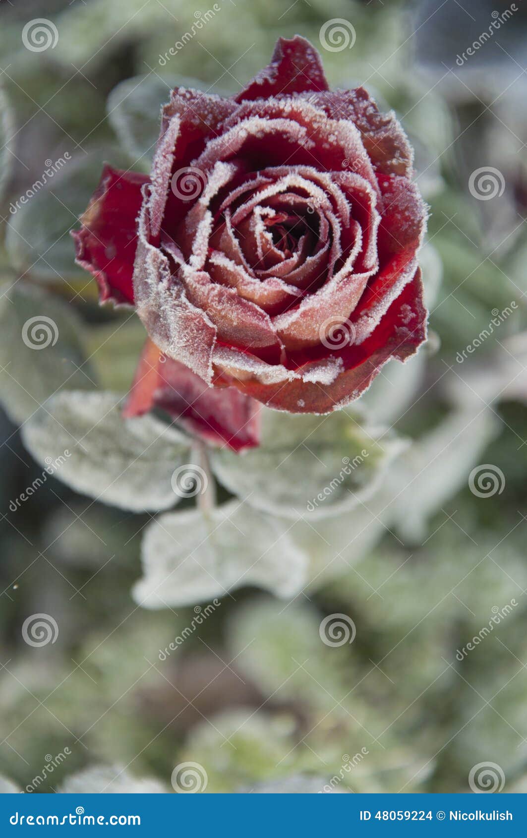 Rose Blooming in Frost in Garden Stock Photo - Image of frost, covered ...
