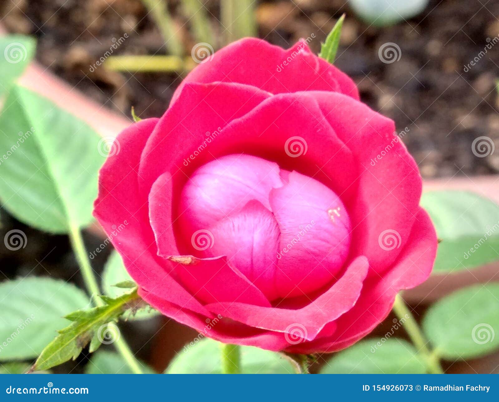 A Rose in Blooming Process stock image. Image of beautiful - 154926073