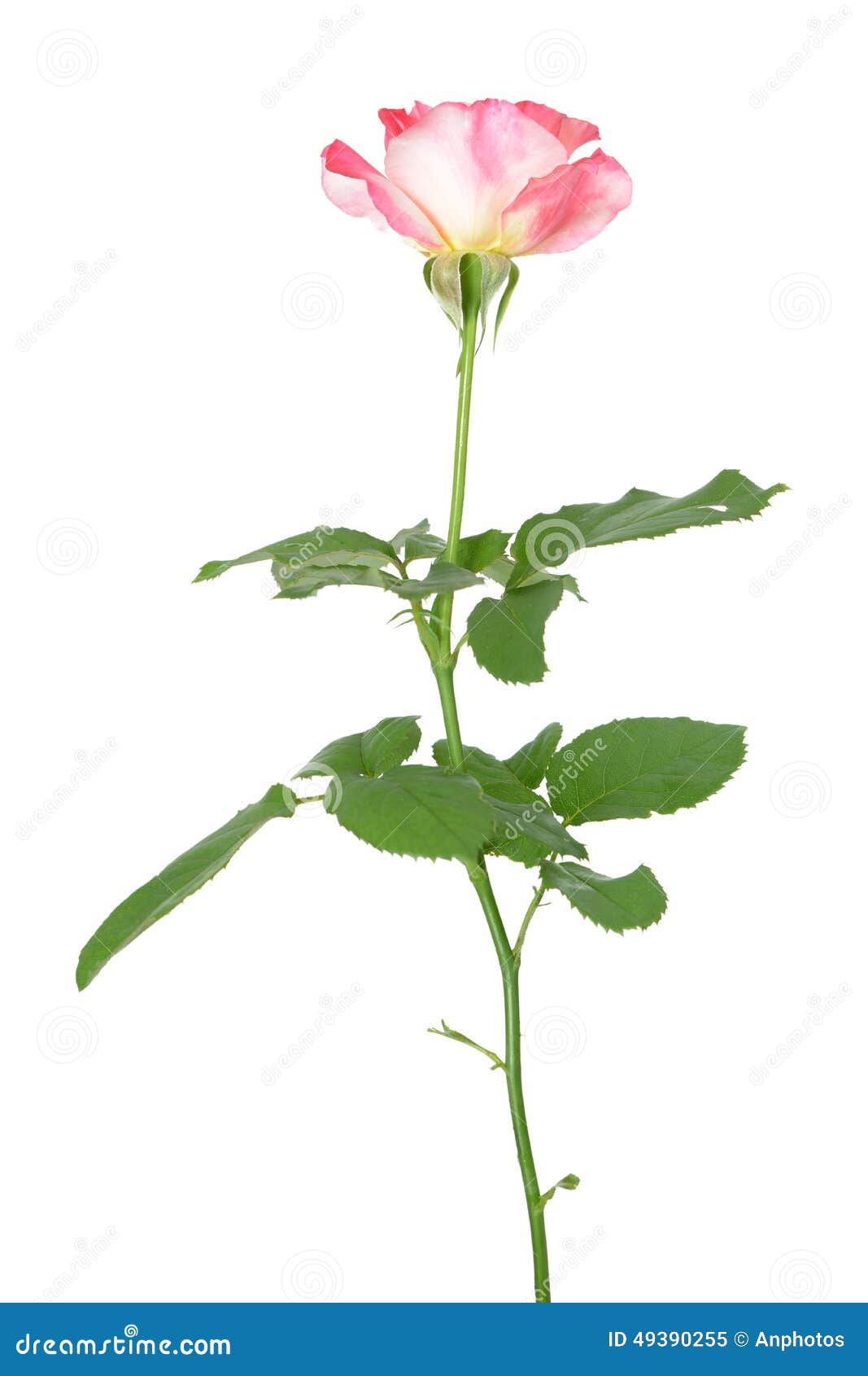 Rose stock image. Image of floral, blossom, bloom, present - 49390255