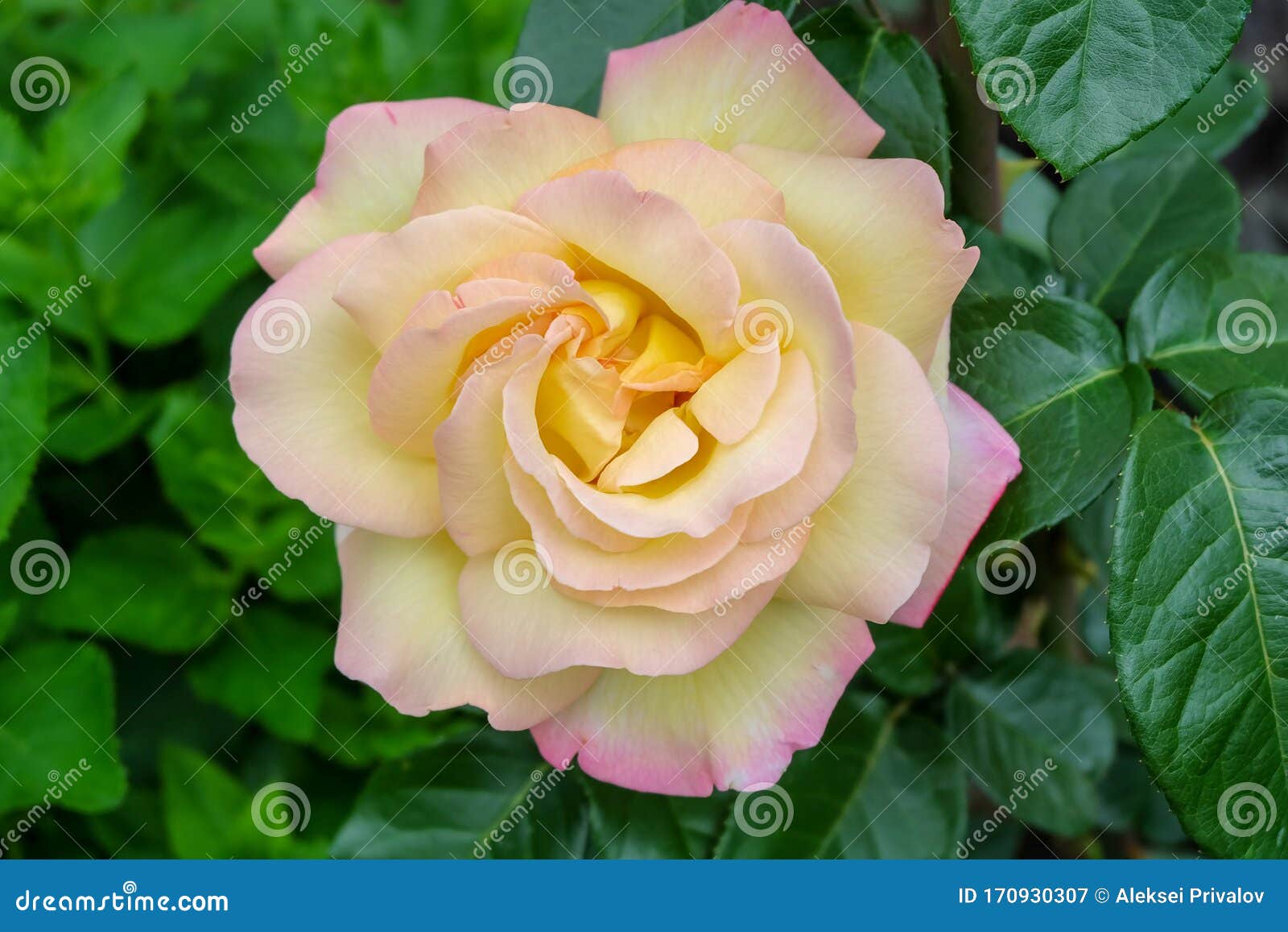 Rose blooms in the country stock image. Image of blossom - 170930307