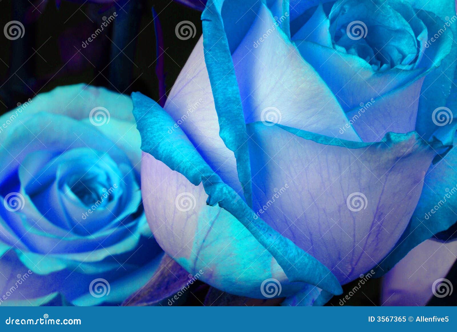 Rose blu immagine stock. Immagine di fiori, unico, petali - 3567365