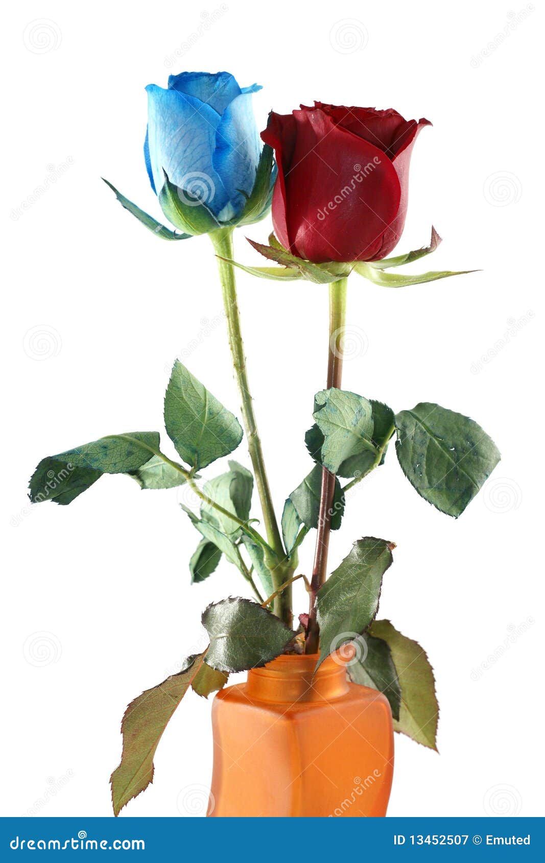 Rose blu e rosse immagine stock. Immagine di valentine - 13452507