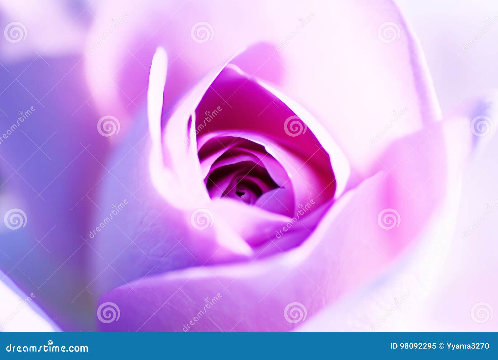 Rose Blue Bayou stock image. Image of close, front, closeup - 98092295