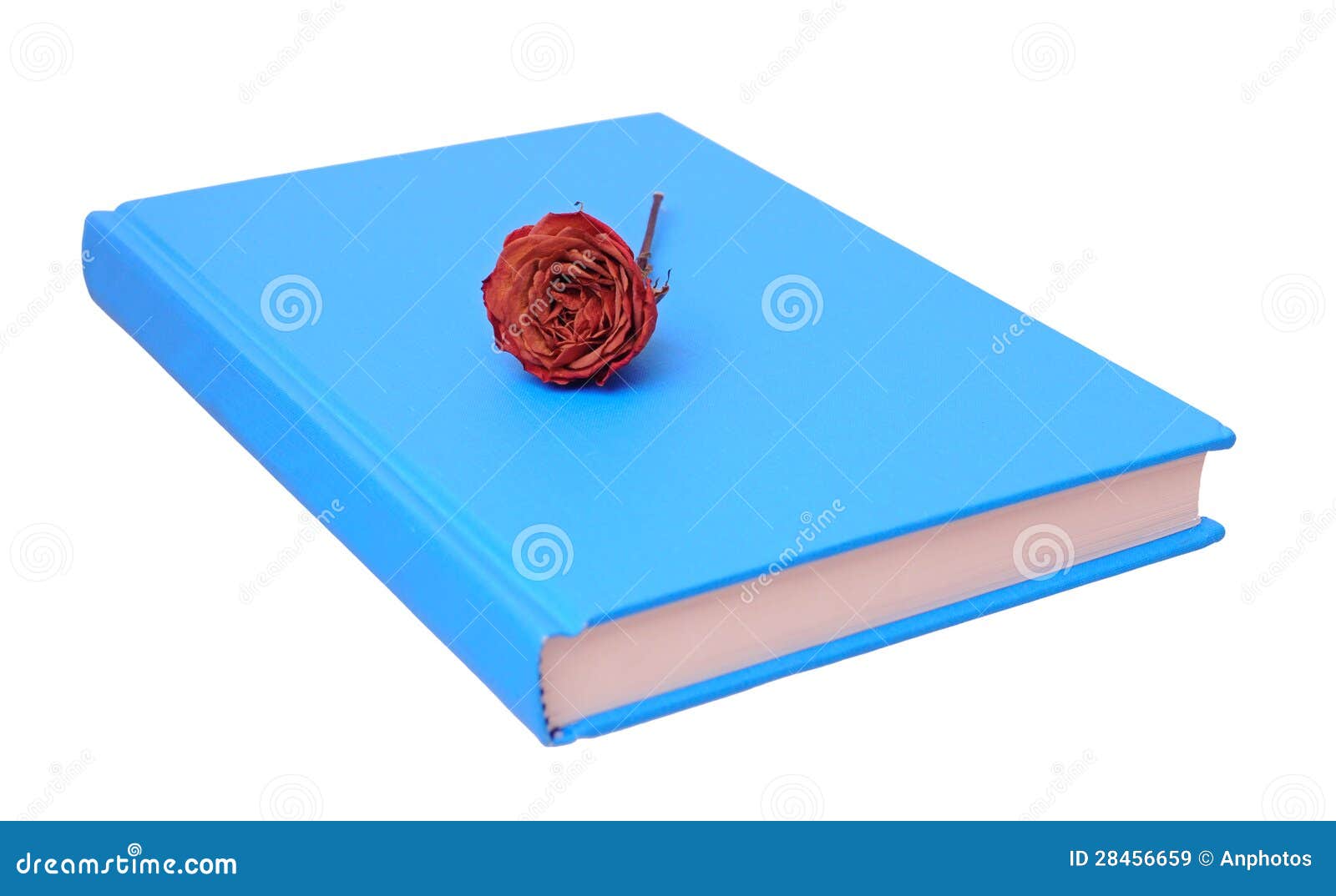 Rose on blue book stock image. Image of rose, knowledge - 28456659