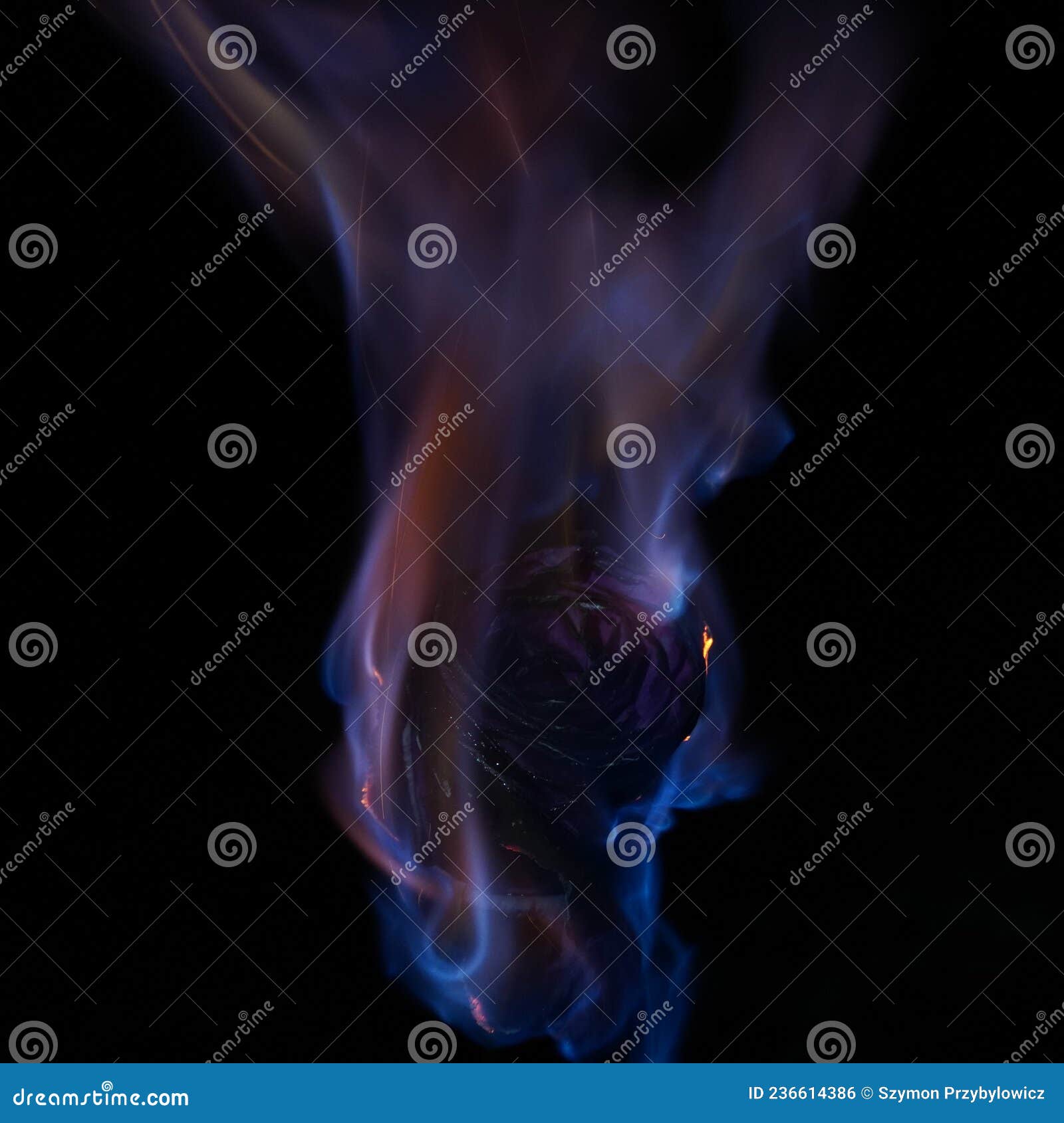 Rose on blue flame. stock photo. Image of background - 236614386