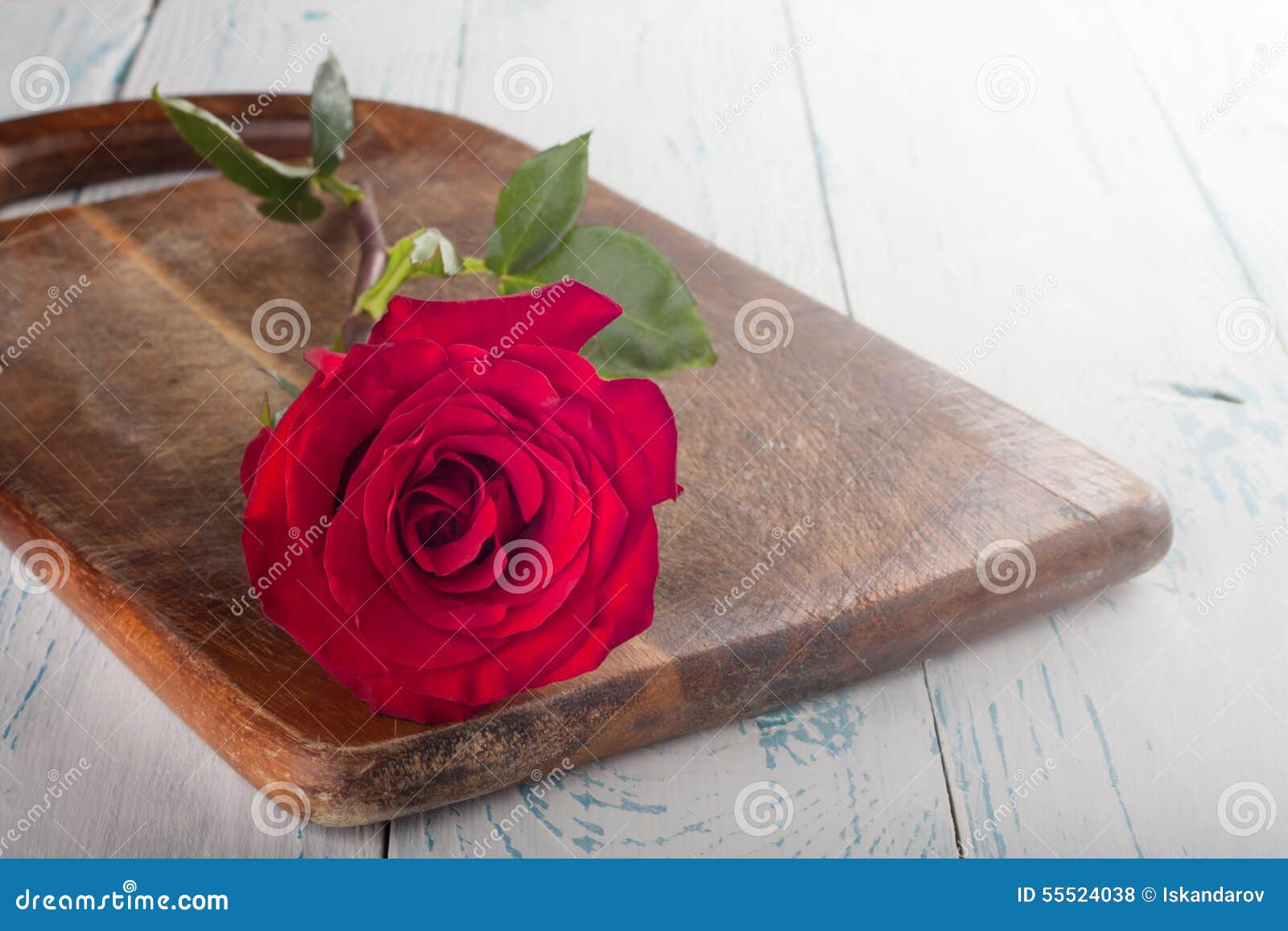 Rose on the boards stock photo. Image of close, blossom - 55524038