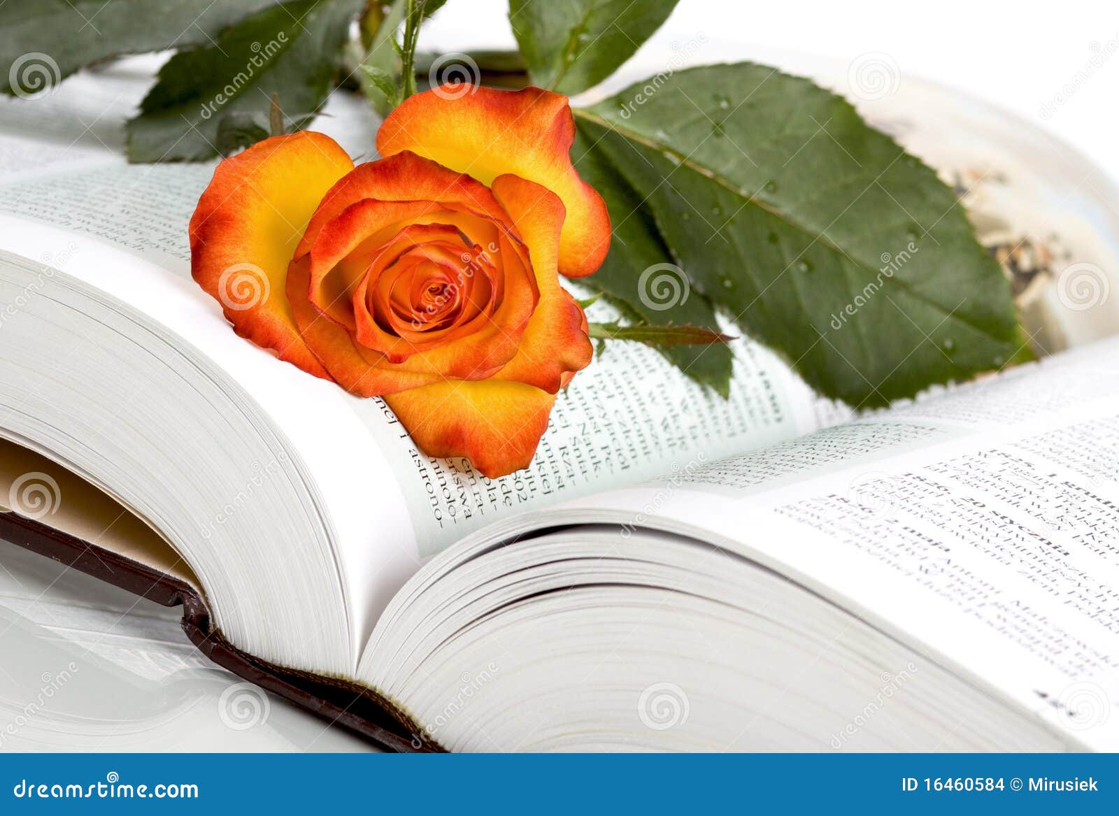 Rose and book stock photo. Image of paper, rose, nature - 16460584
