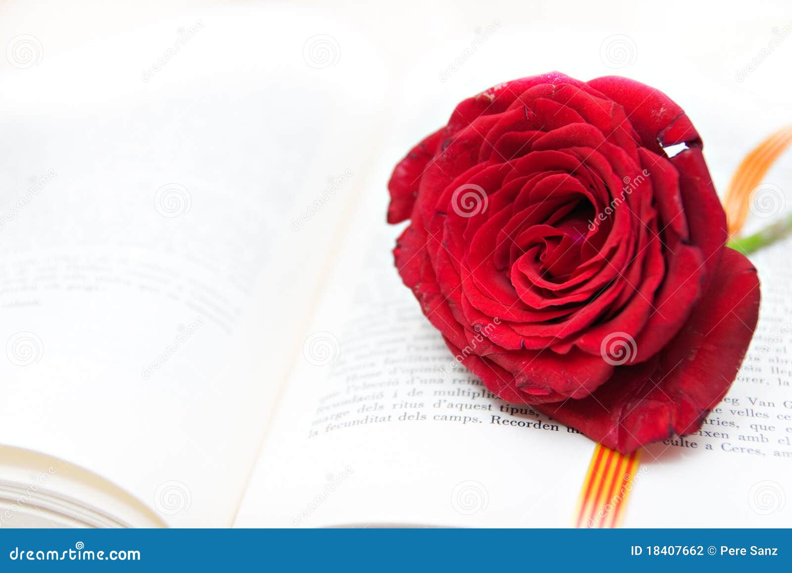 Rose and Book stock photo. Image of flower, petal, tradition - 18407662