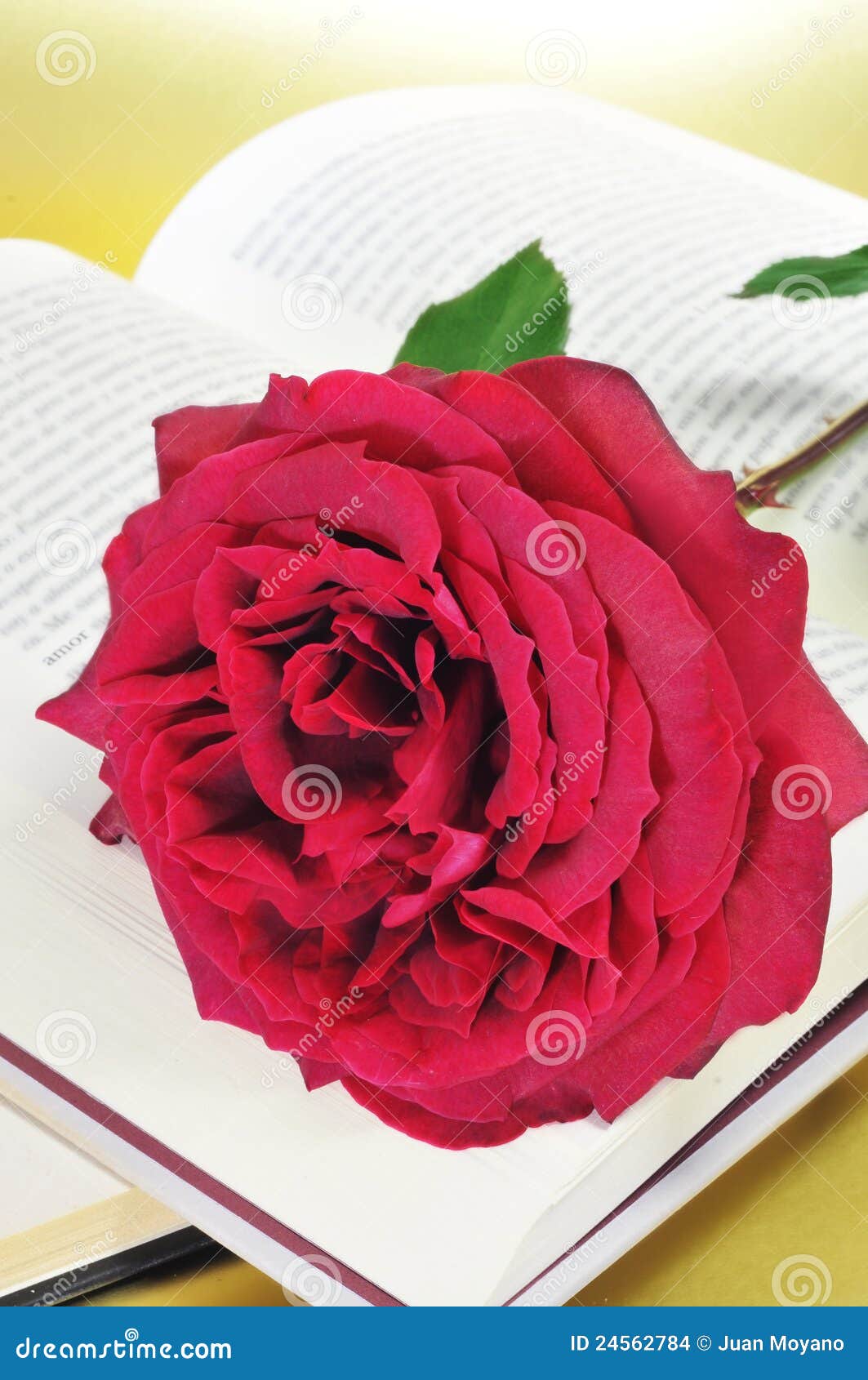 Rose and book stock photo. Image of catalunya, cultural - 24562784