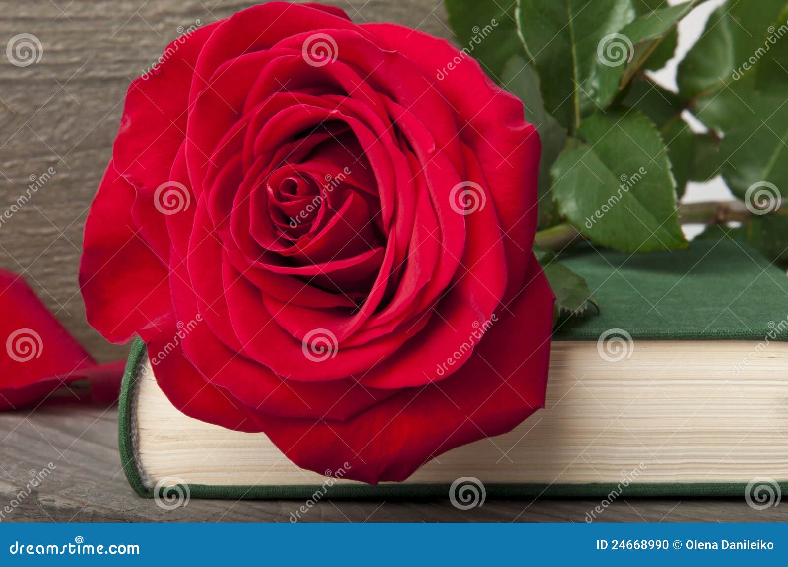 Rose on book stock photo. Image of closeup, natural, nature - 24668990