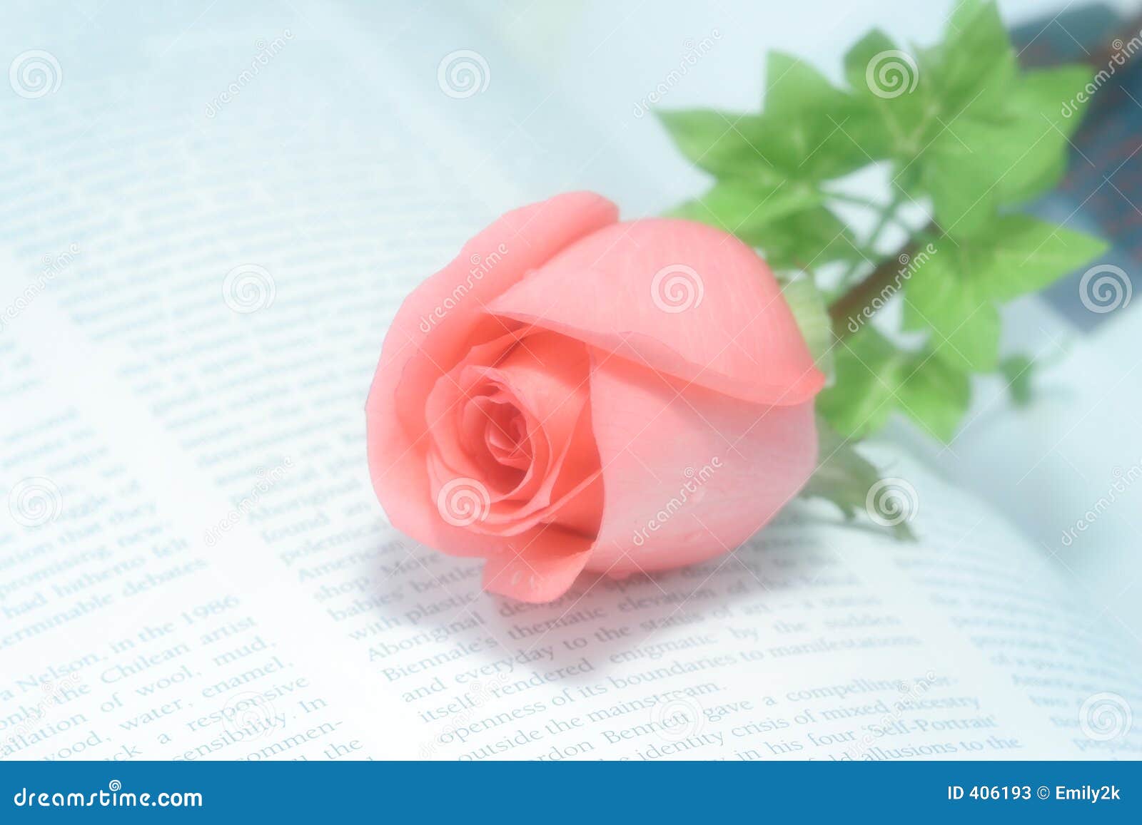 Rose on Book stock image. Image of lily, bouquet, romantic - 406193