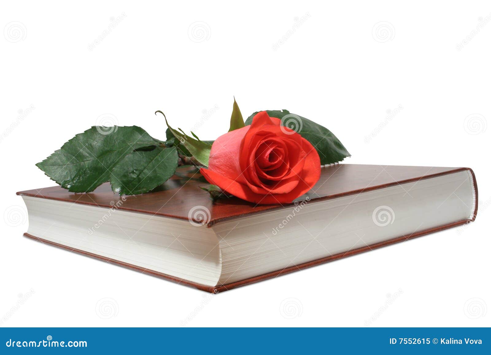 Rose on a book stock image. Image of nature, large, single - 7552615