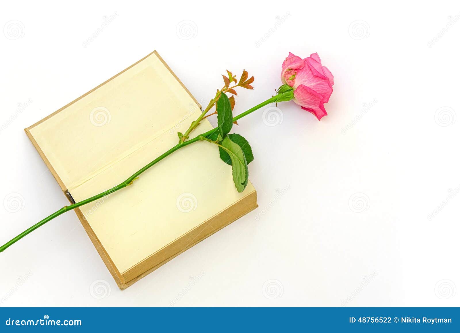 Rose in a book stock photo. Image of isolated, blank - 48756522