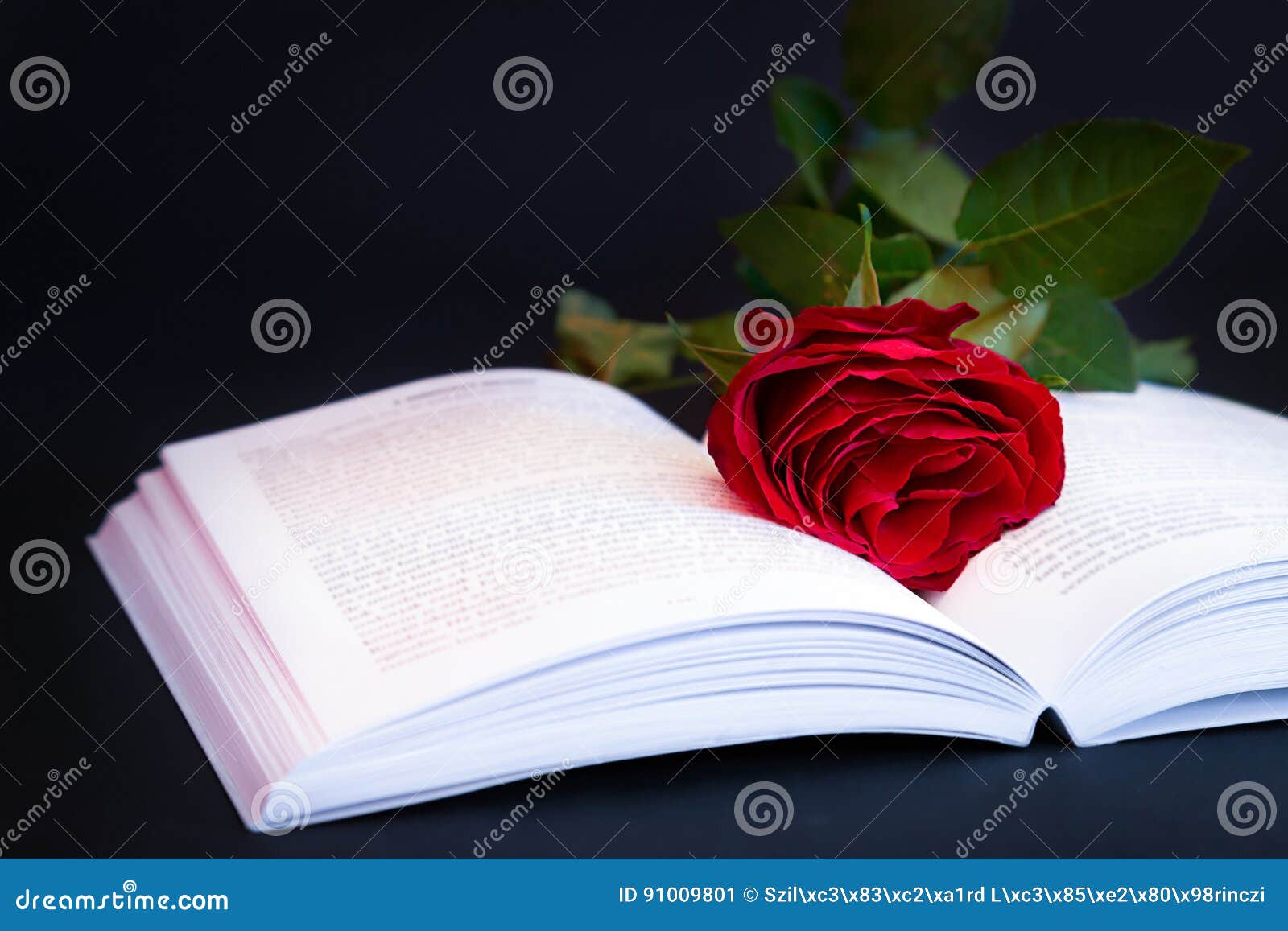 Rose on book stock image. Image of green, saint, love - 91009801