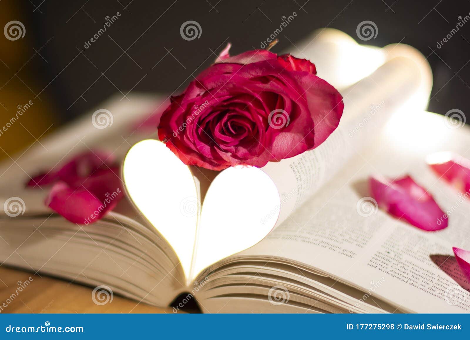 Rose on a book stock photo. Image of rose, romantic - 177275298
