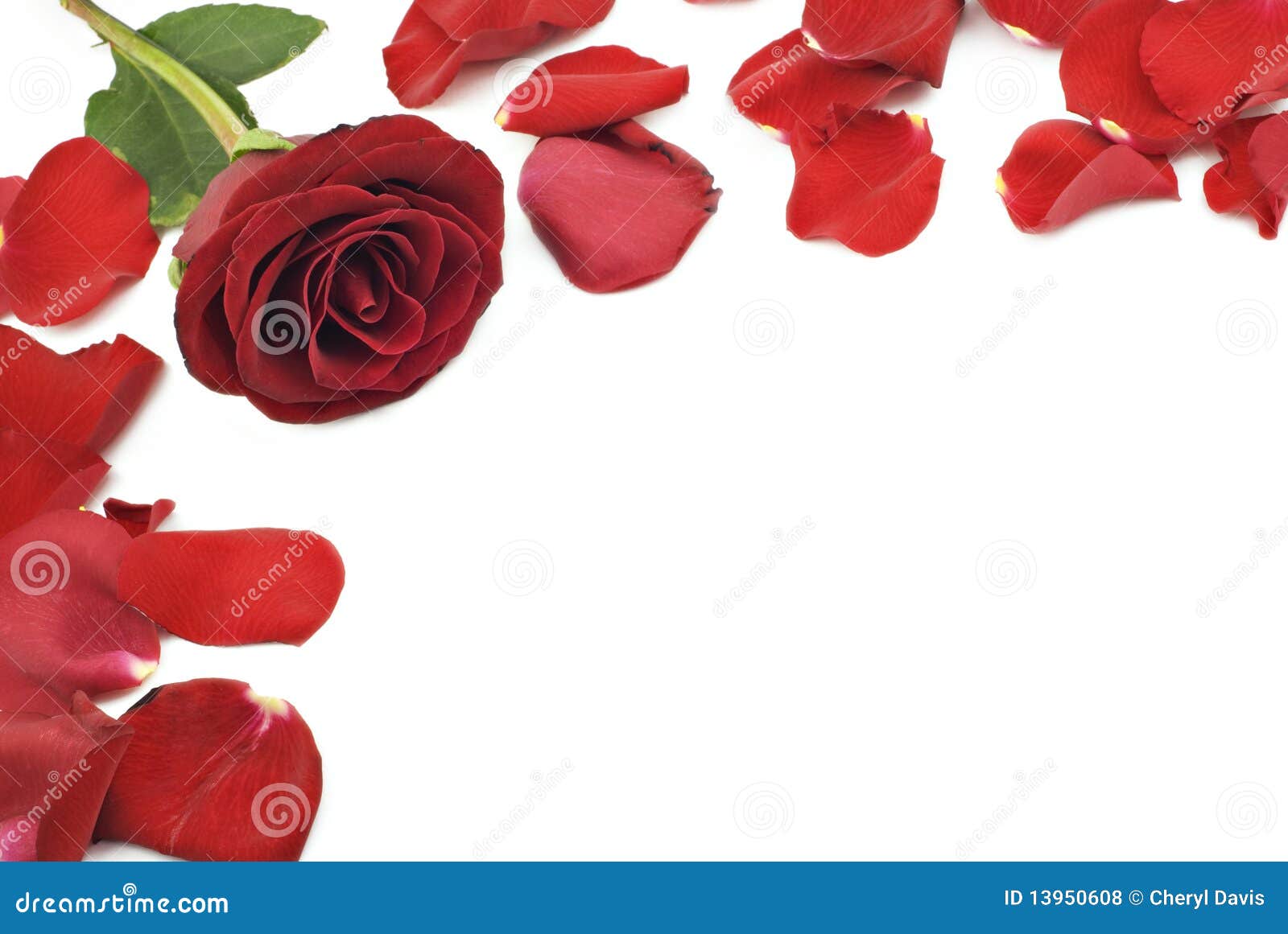 Rose Border stock photo. Image of blooming, color, petal - 13950608
