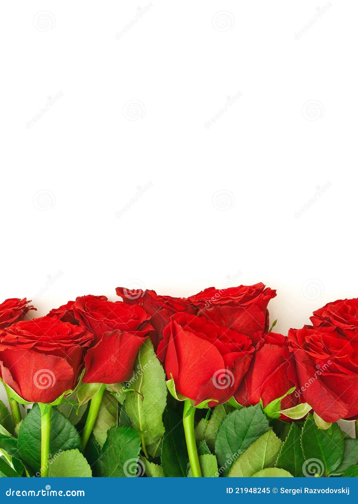Rose border stock image. Image of flowering, decor, flora - 21948245