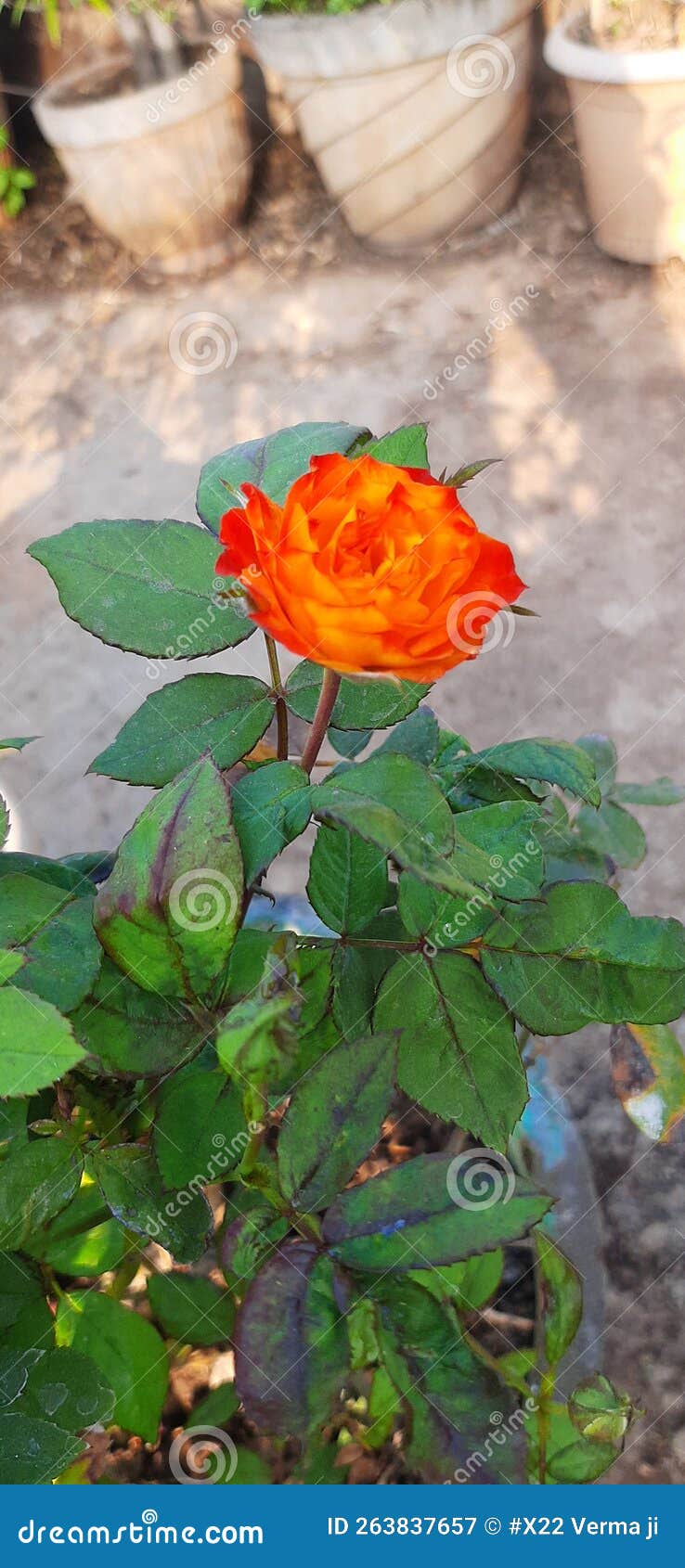 Rose is the boss stock image. Image of flowers, elegant - 263837657