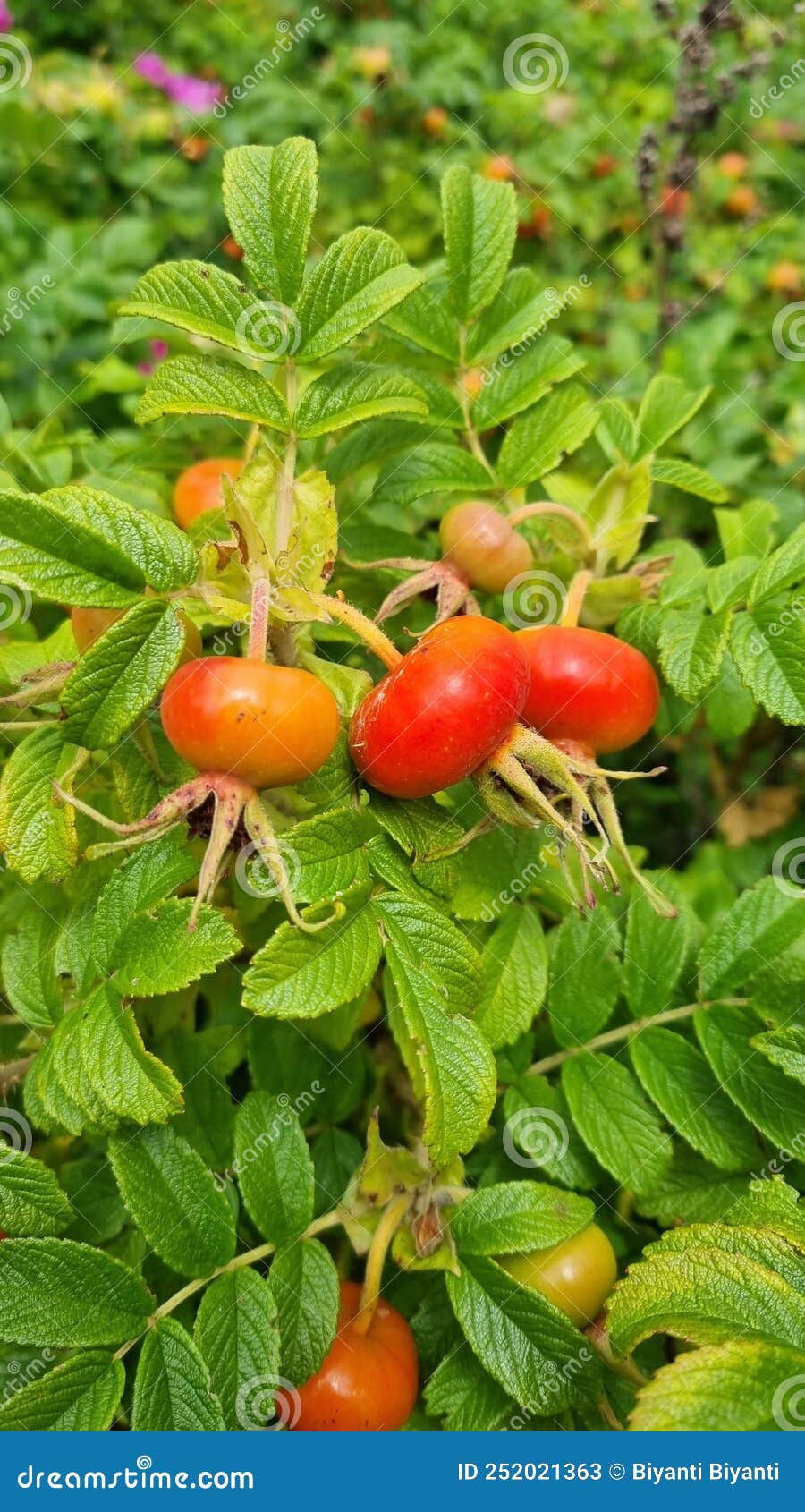 Rose bottom in the nature stock image. Image of blossom - 252021363