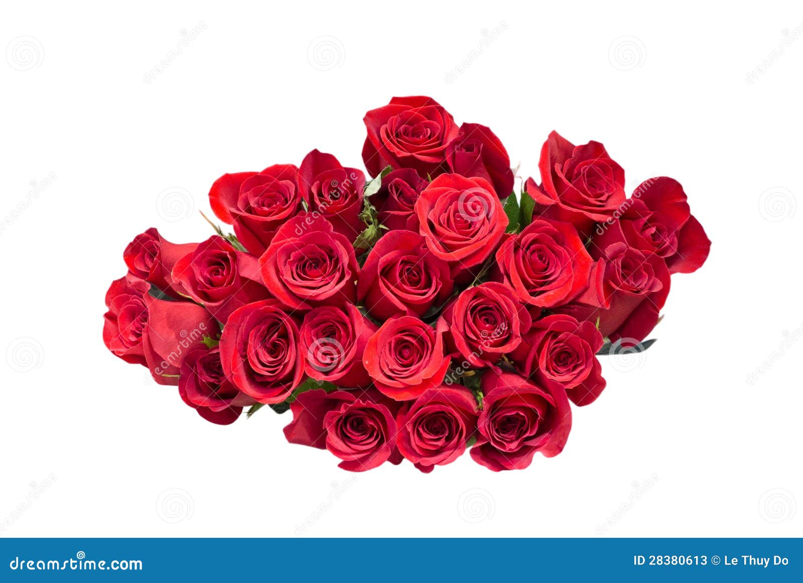 436 Expanded Rose Stock Photos - Free & Royalty-Free Stock Photos from ...